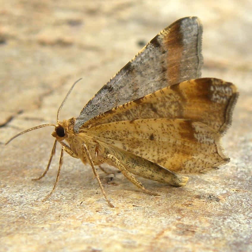 Tawny-barred Angle | Somerset Moths