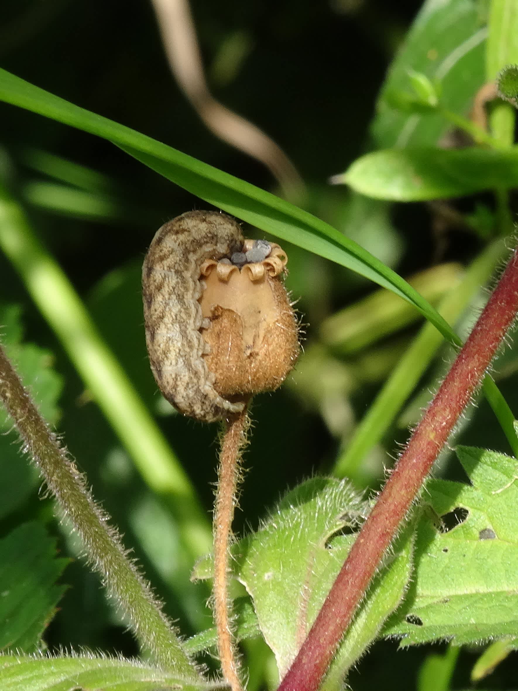 The Lychnis | Somerset Moths