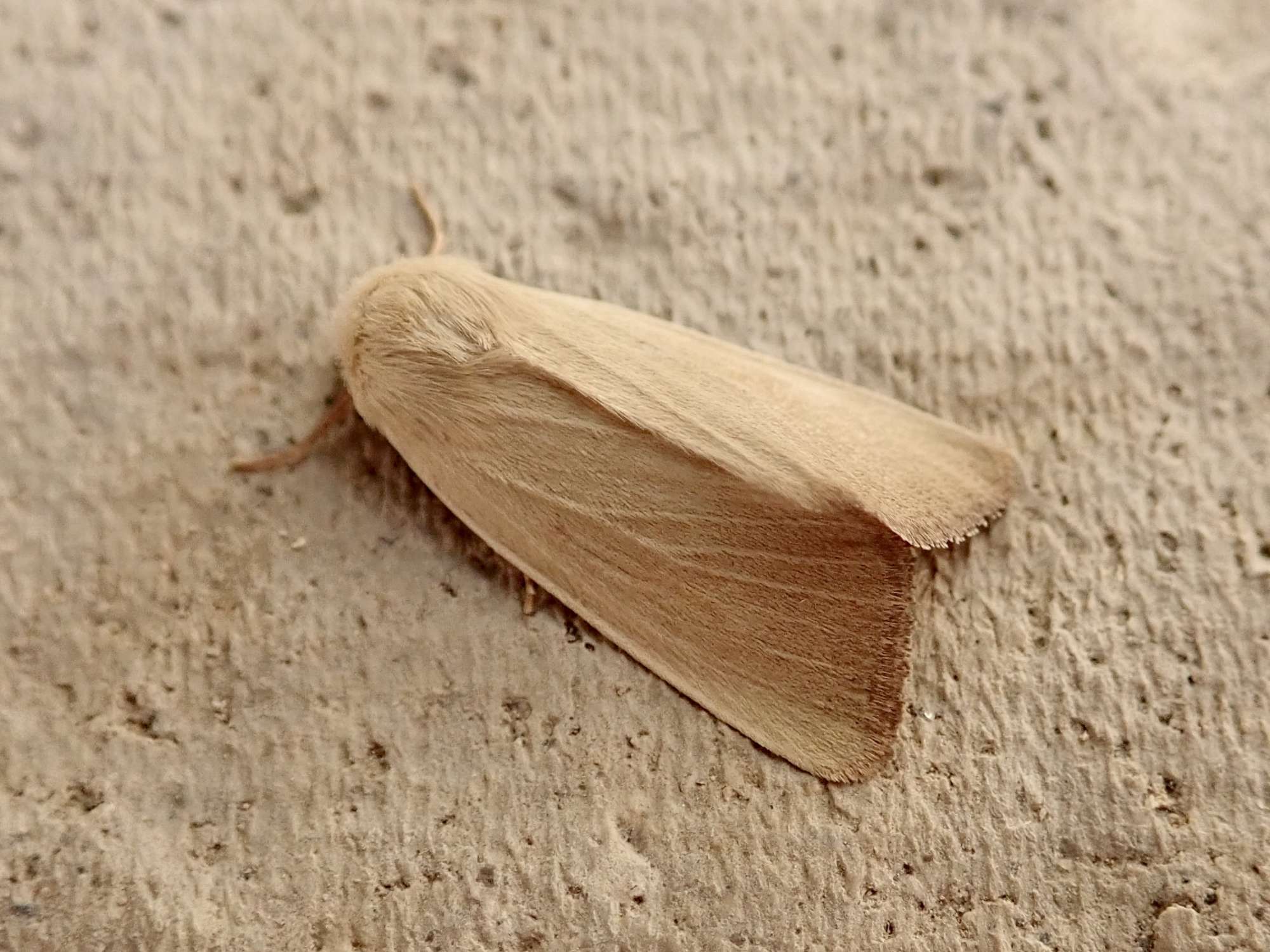 Fen Wainscot | Somerset Moths