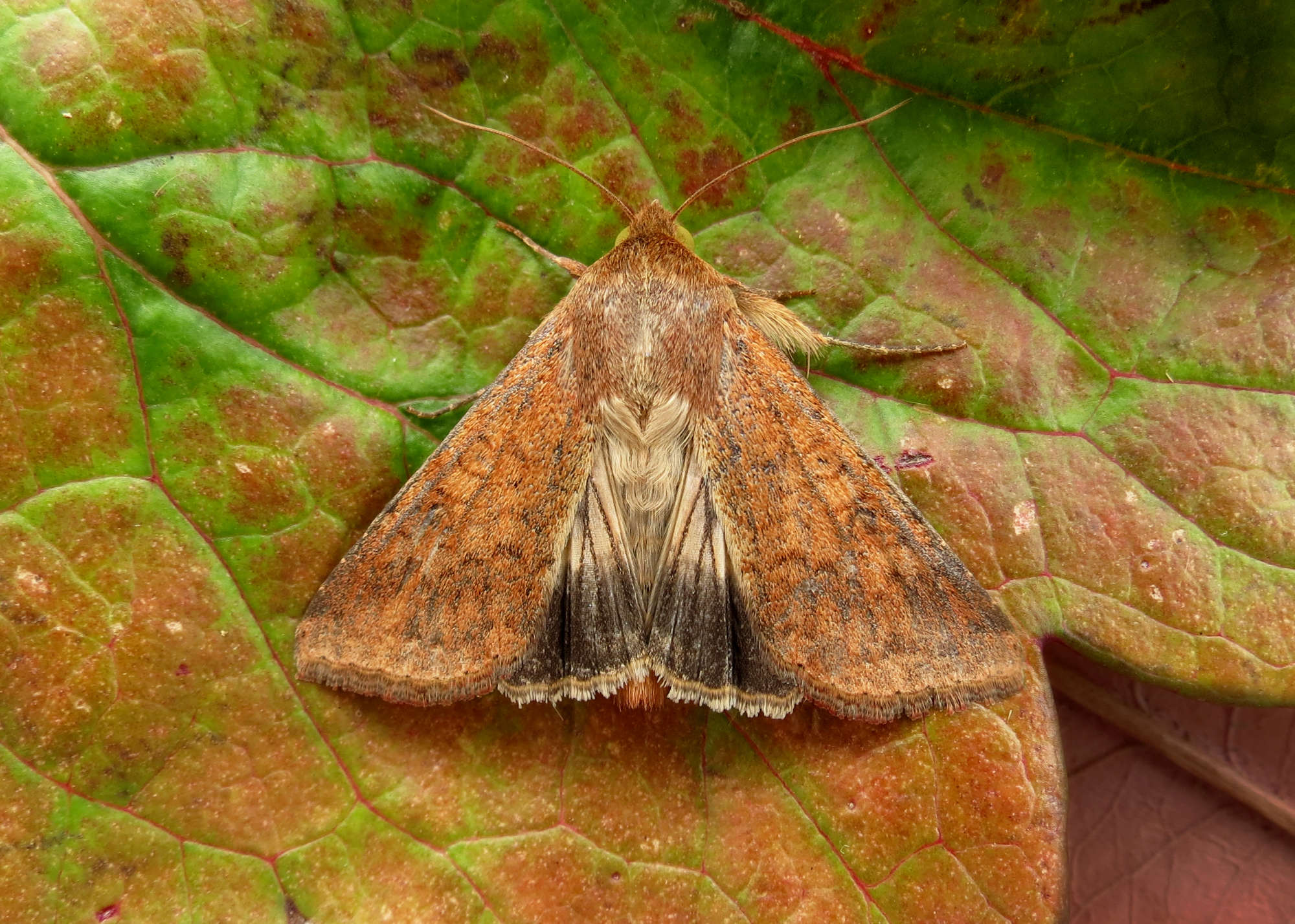 Scarce Bordered Straw | Somerset Moths