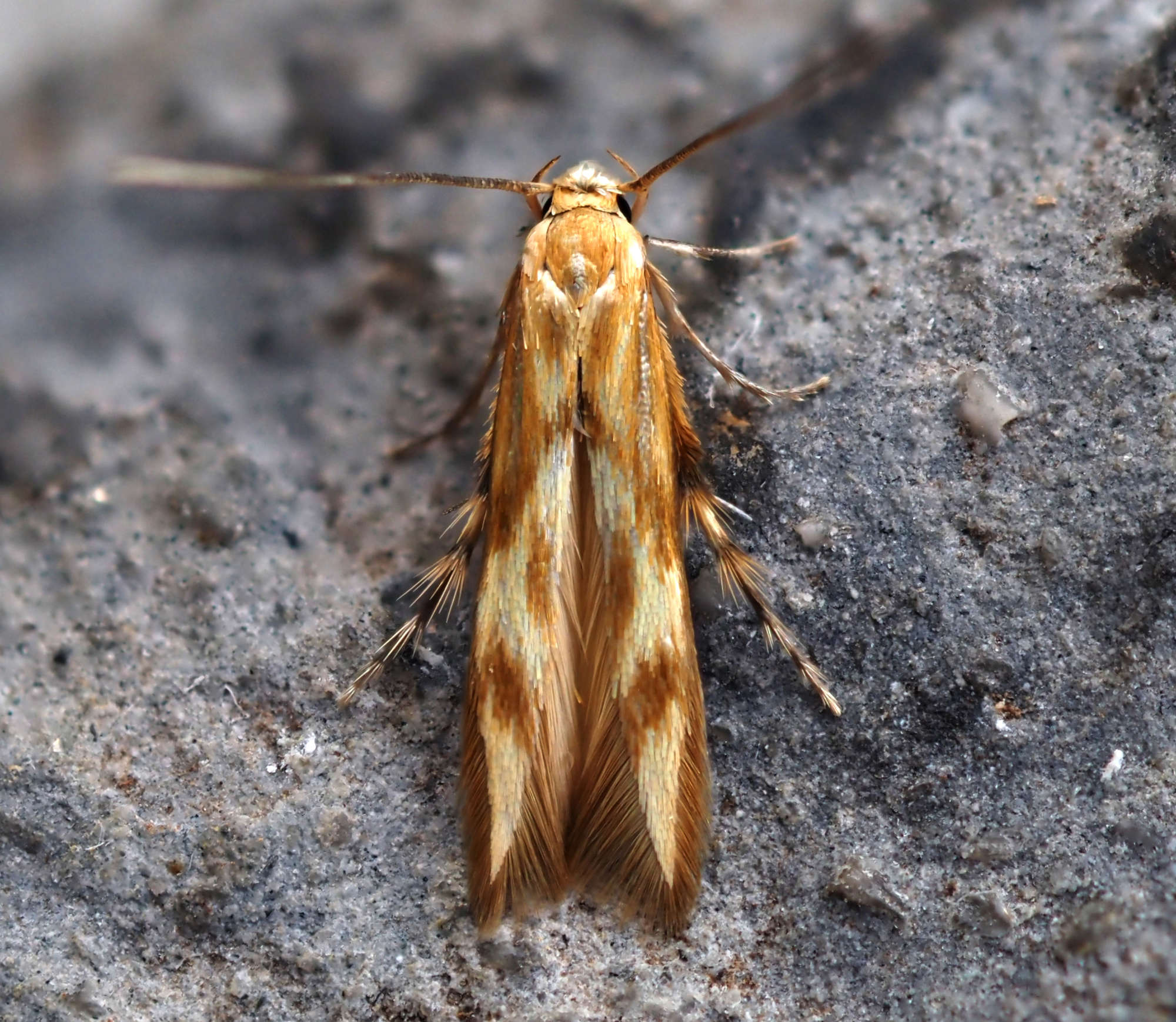 Pachyrhabda steropodes | Somerset Moths