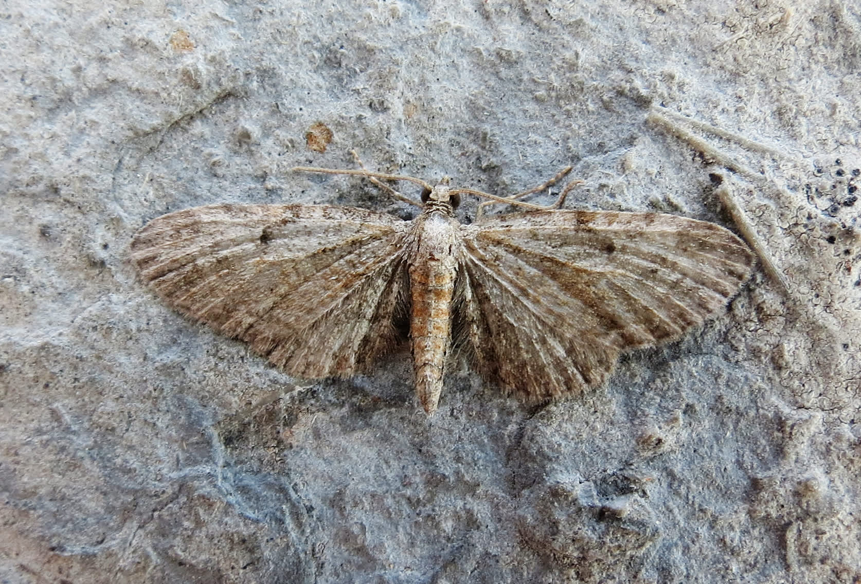 Slender Pug | Somerset Moths
