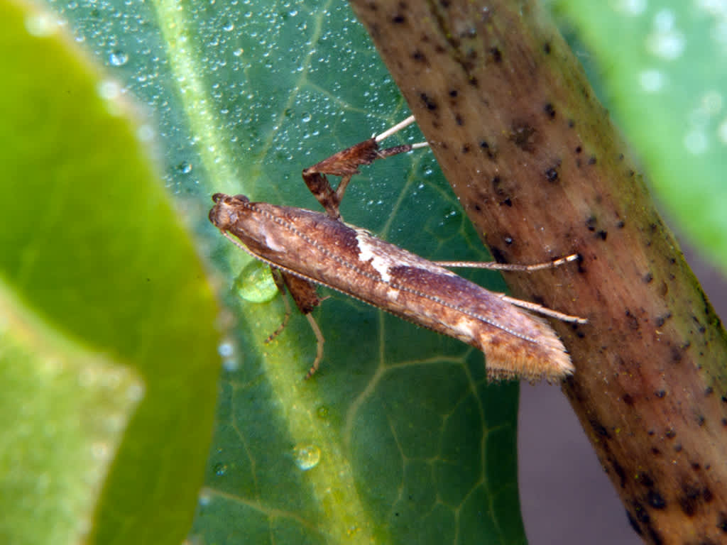 Caloptilia stigmatella | Somerset Moths