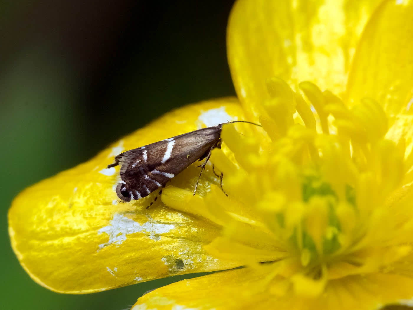 Glyphipterix forsterella | Somerset Moths