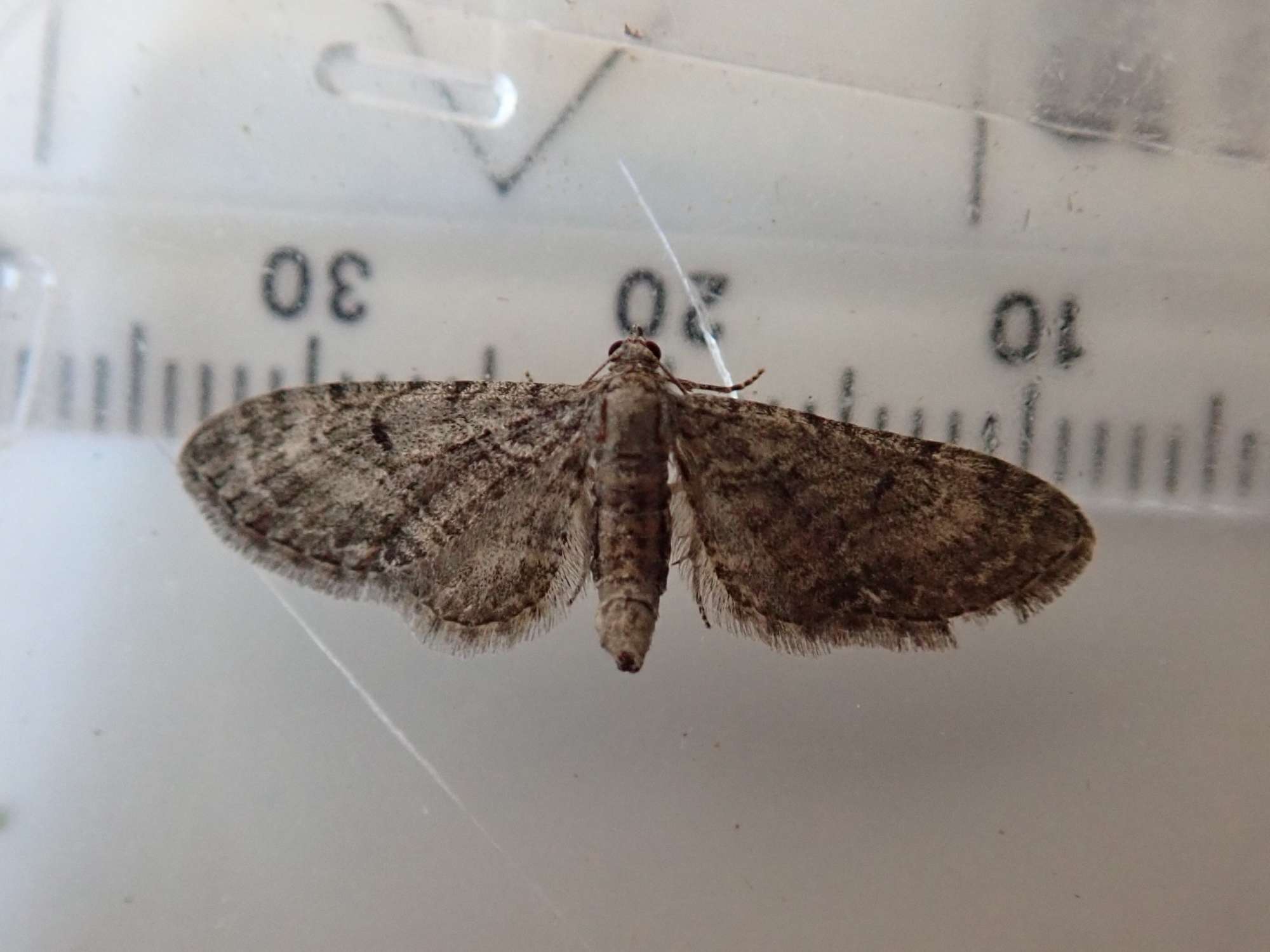 Dwarf Pug | Somerset Moths