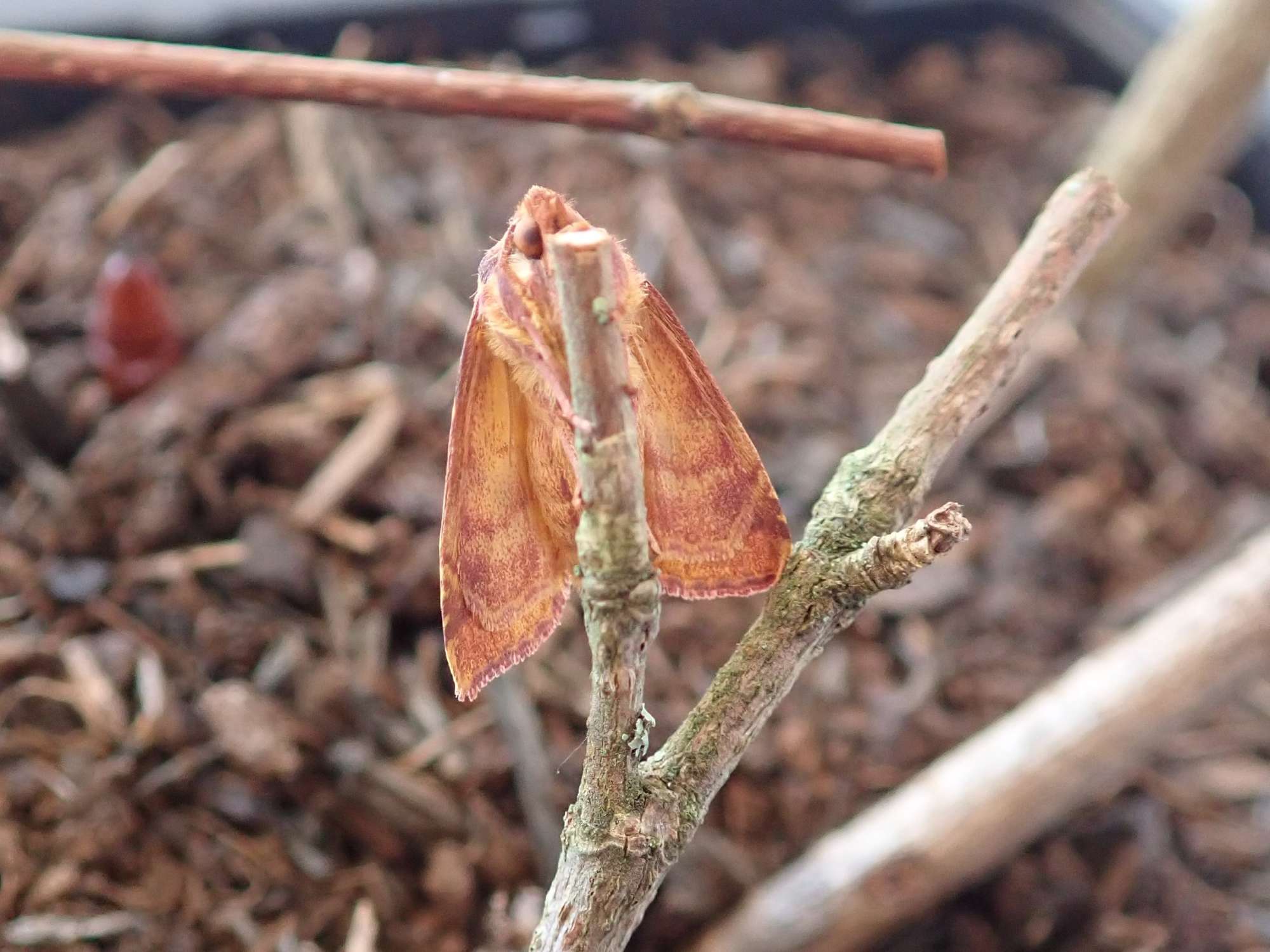 Pink-barred Sallow | Somerset Moths