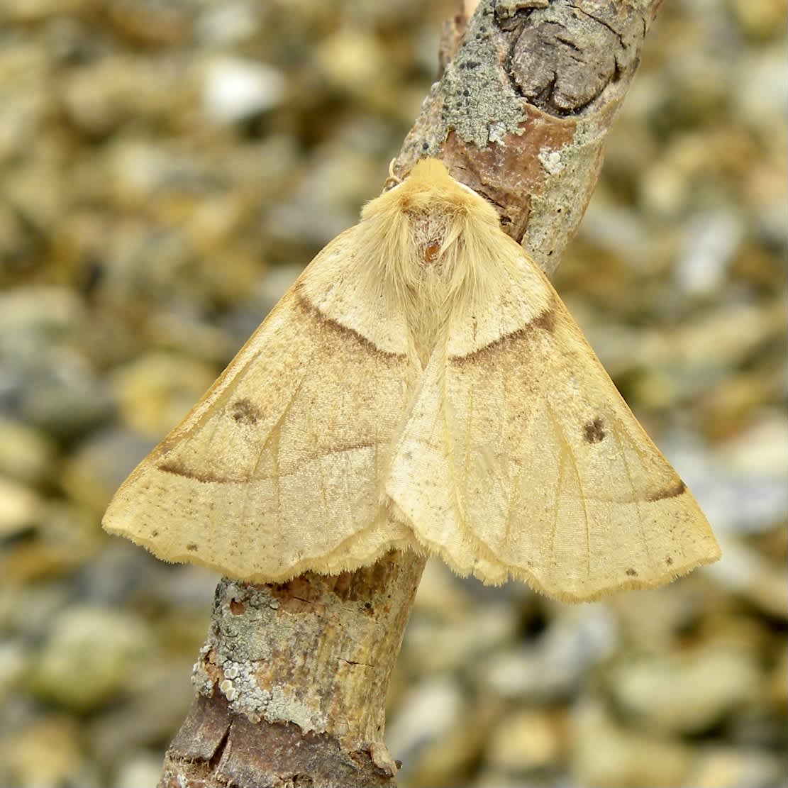 Scalloped Oak | Somerset Moths