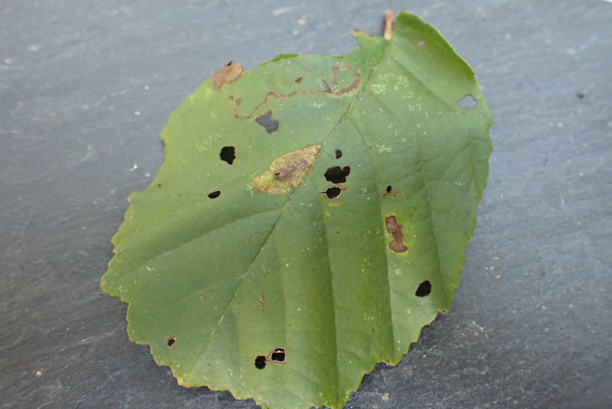 Phyllonorycter rajella | Somerset Moths