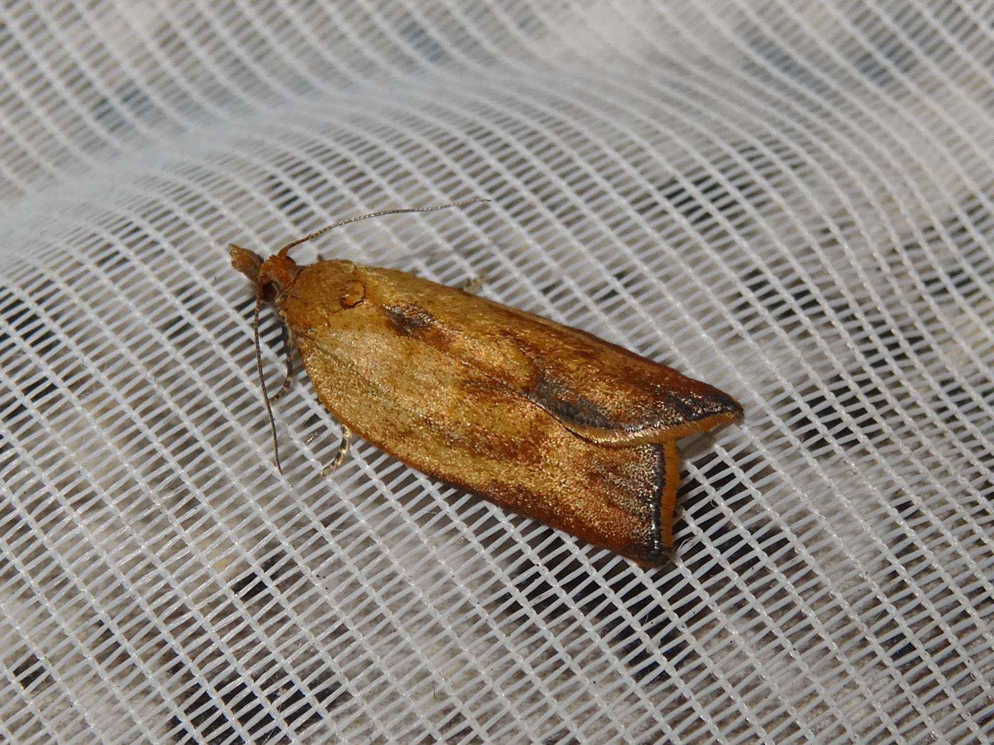 Epiphyas postvittana | Somerset Moths