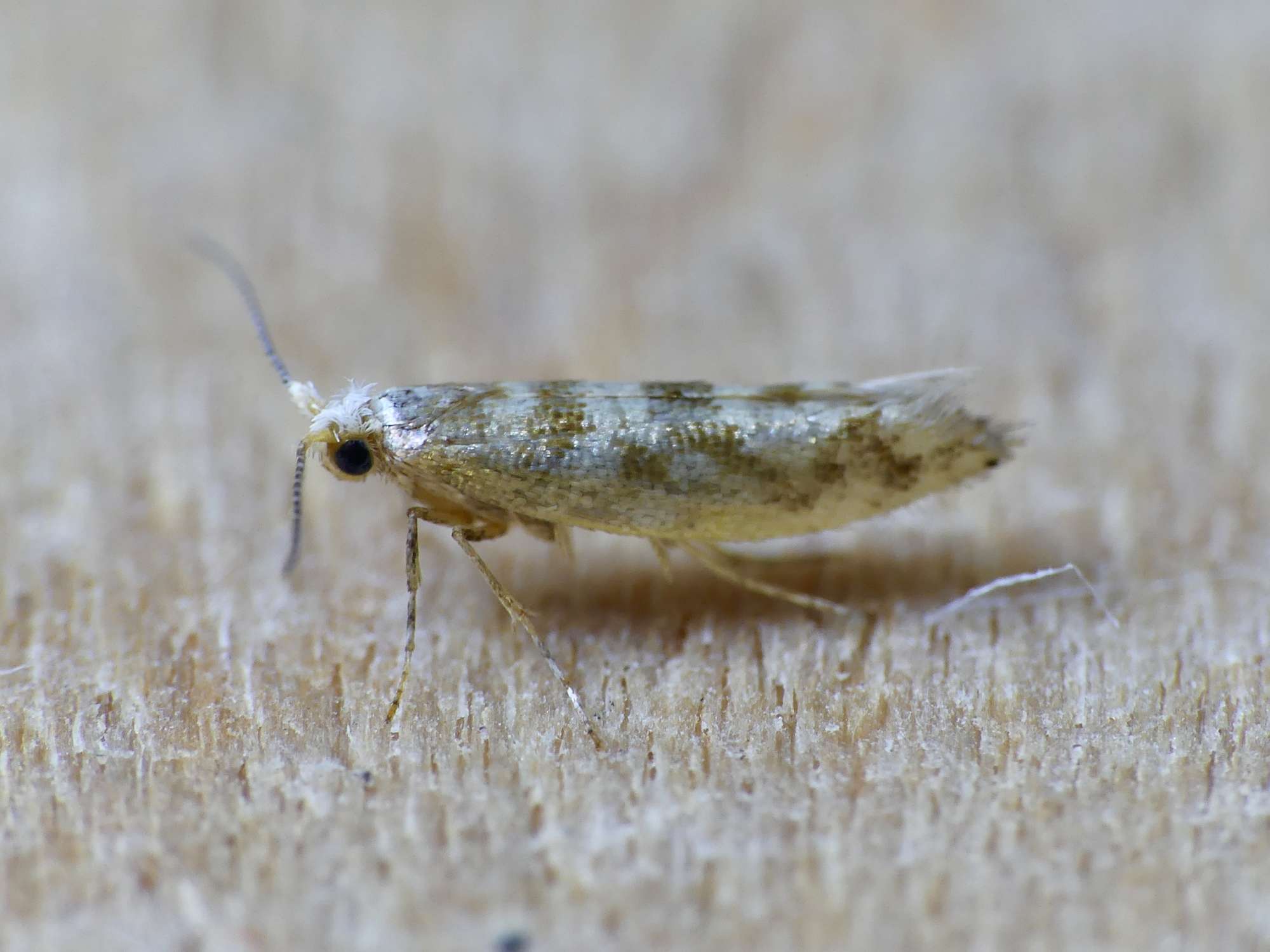 Argyresthia cupressella | Somerset Moths