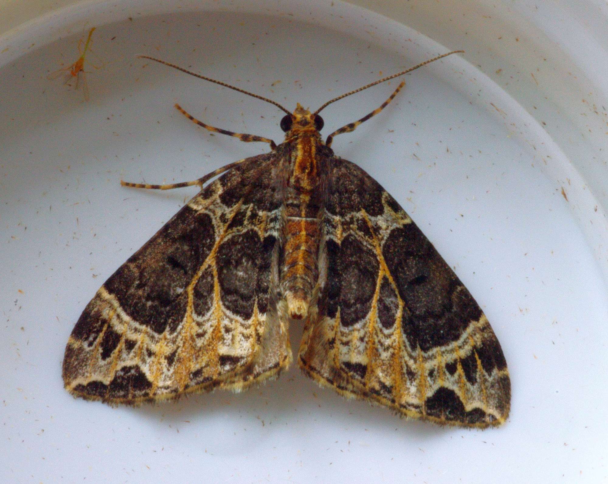 Small Phoenix | Somerset Moths
