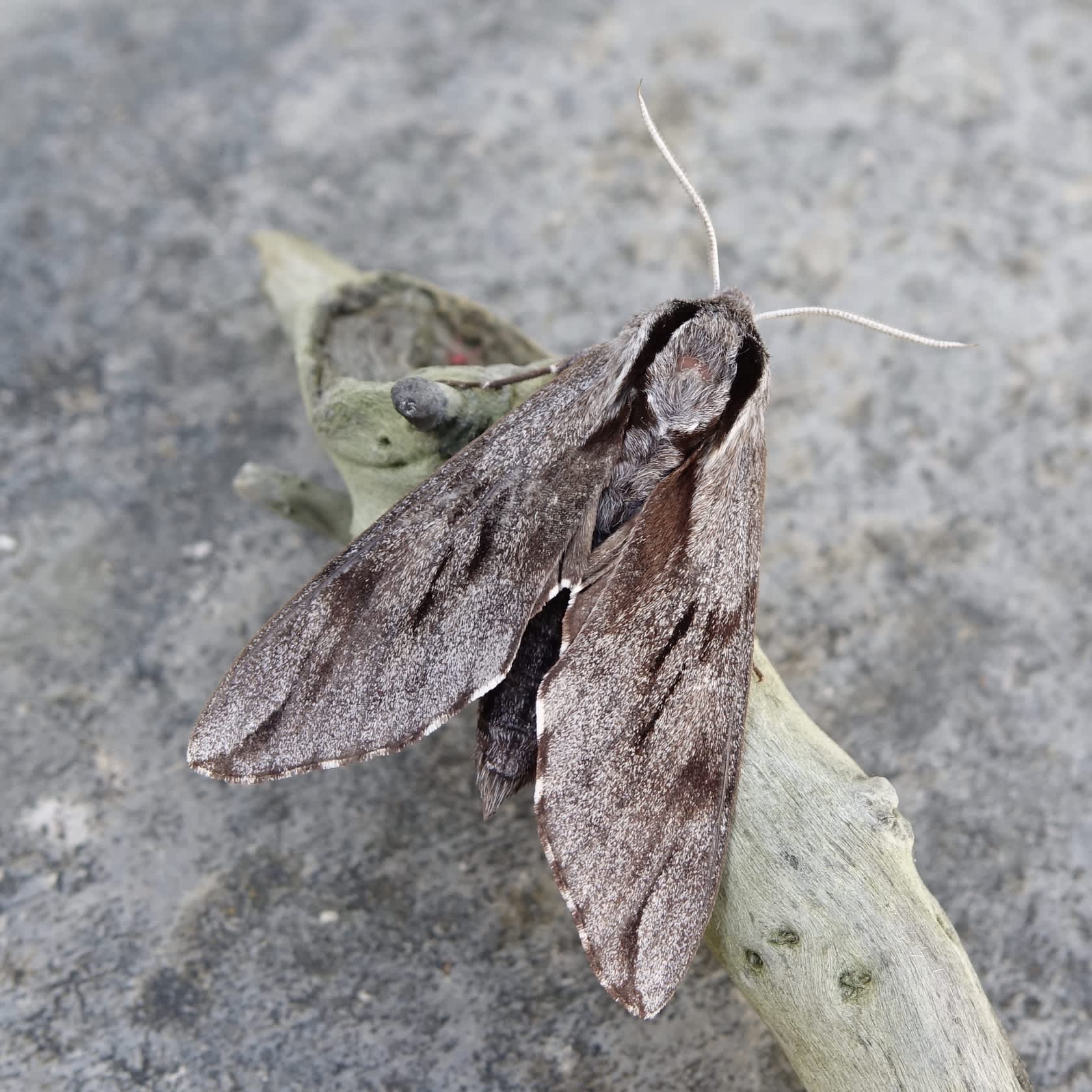 Pine Hawk-moth | Somerset Moths
