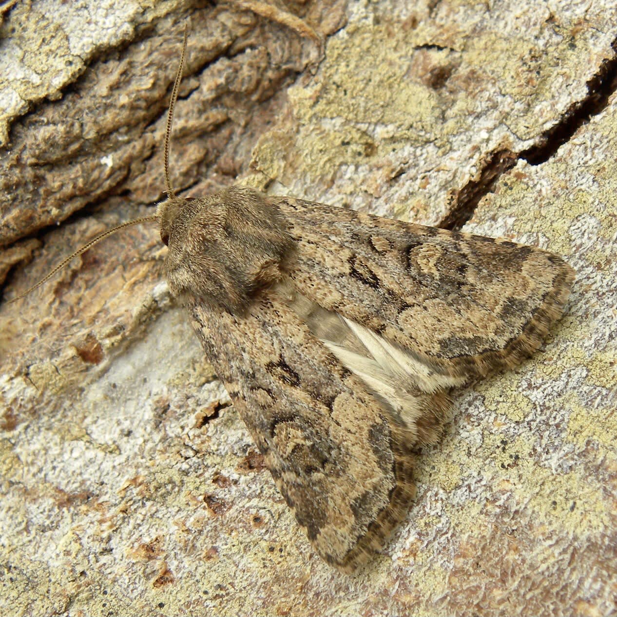 Flounced Rustic | Somerset Moths