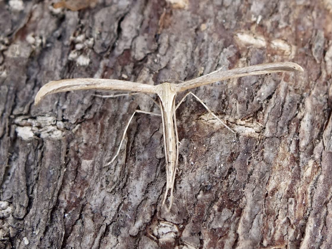 Emmelina monodactyla | Somerset Moths