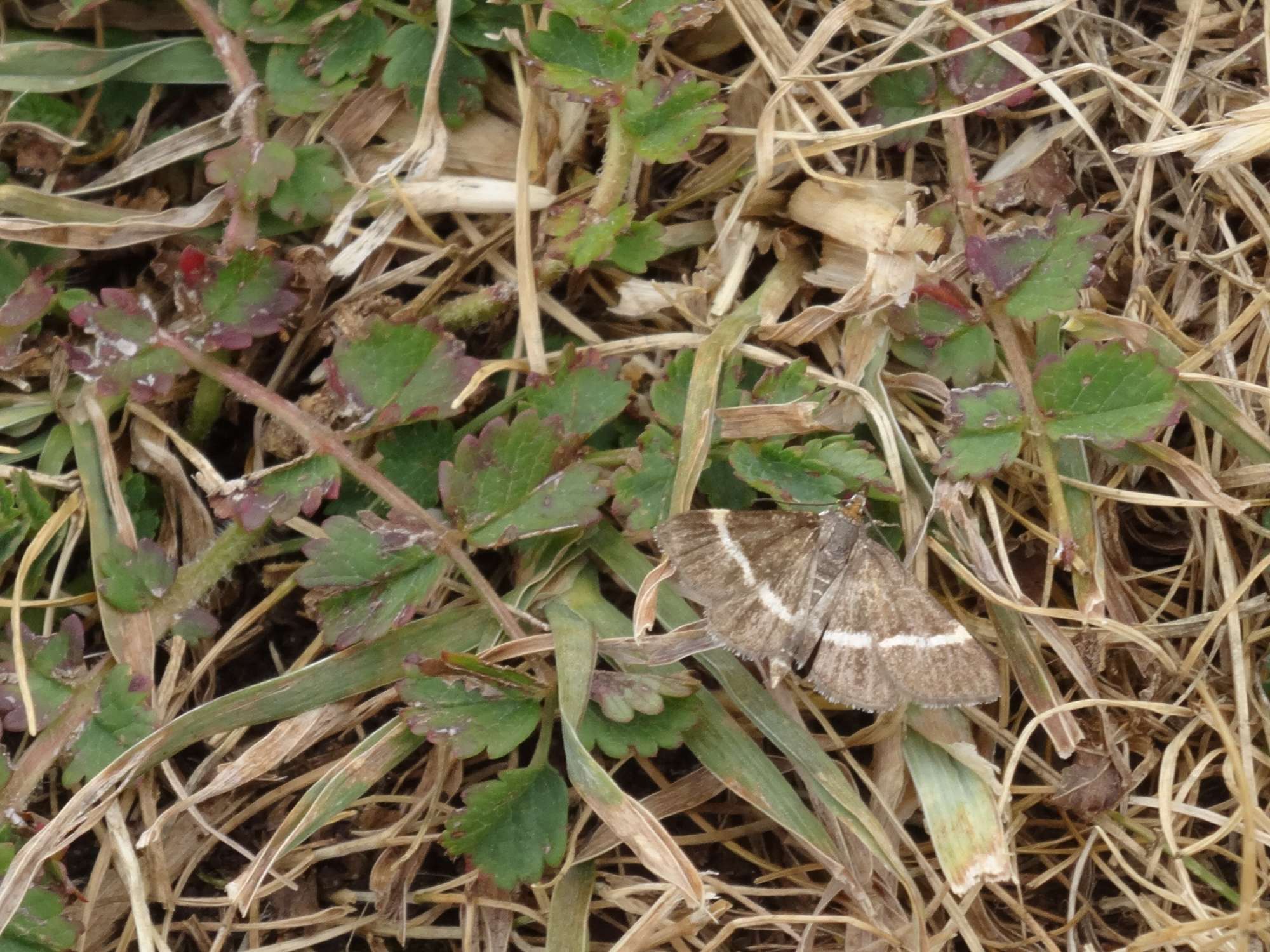Pyrausta cingulata | Somerset Moths