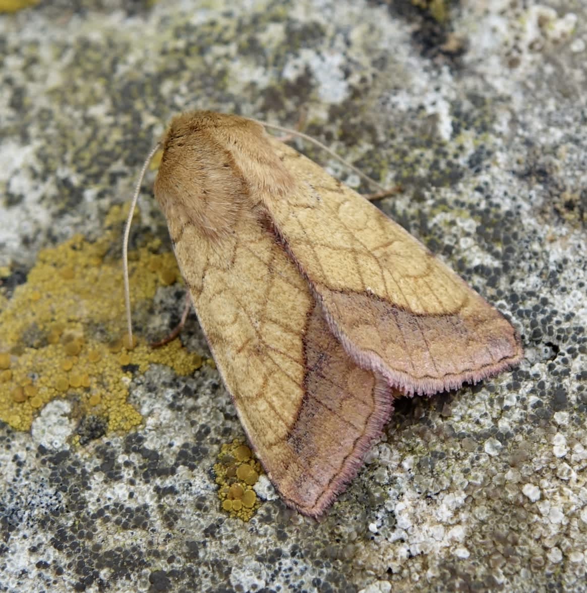 Bordered Sallow | Somerset Moths
