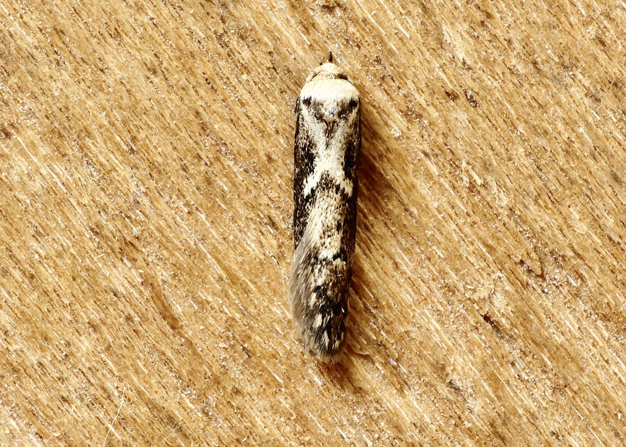 Blastobasis adustella | Somerset Moths