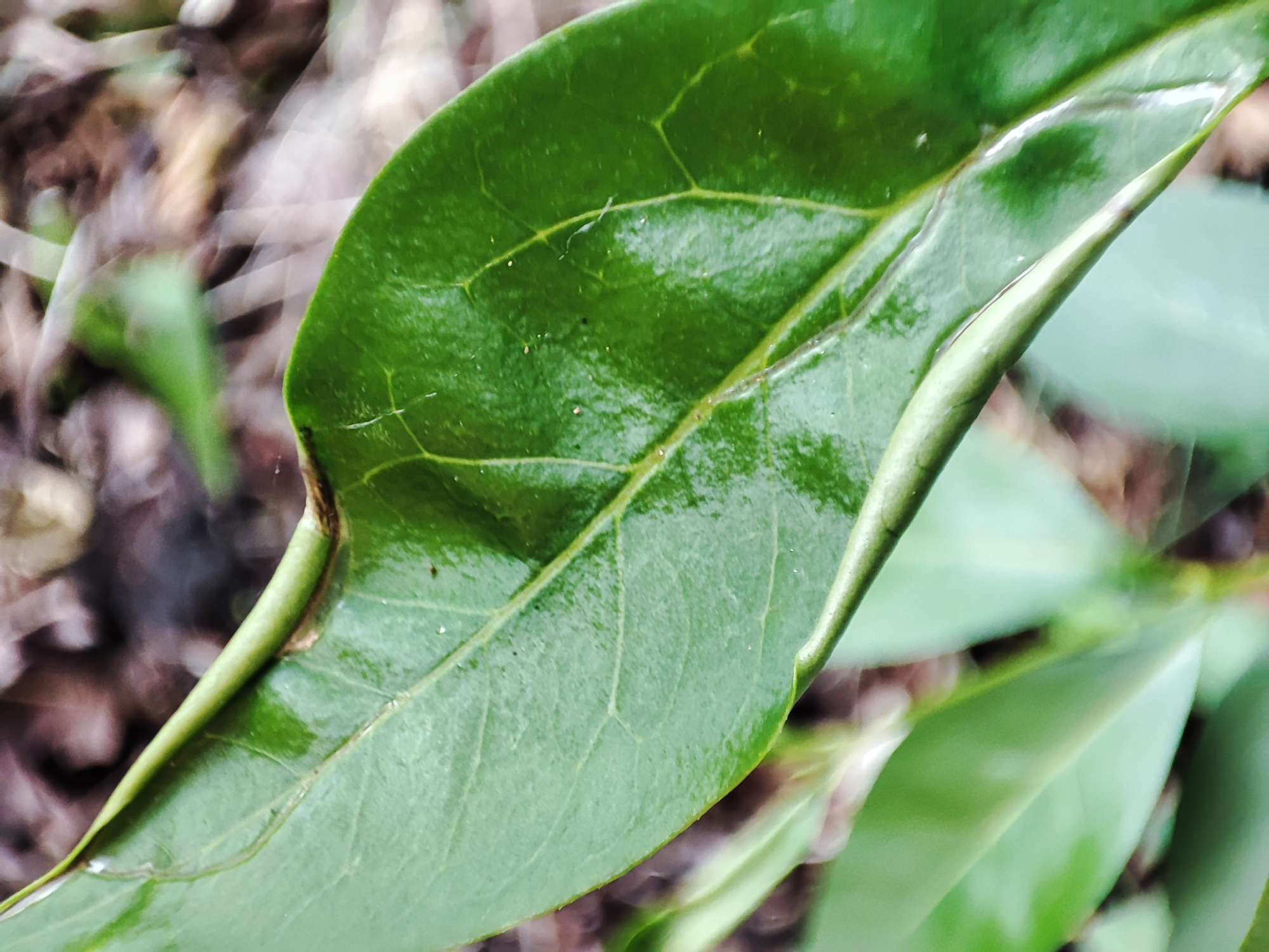 Caloptilia cuculipennella | Somerset Moths