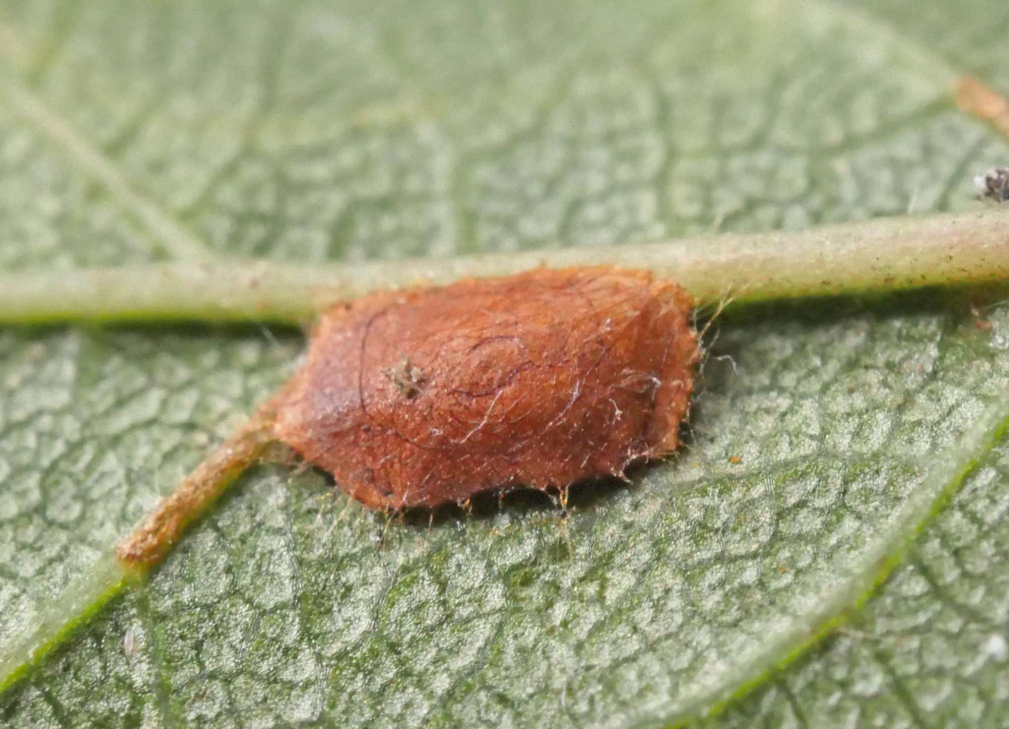 Stigmella plagicolella | Somerset Moths