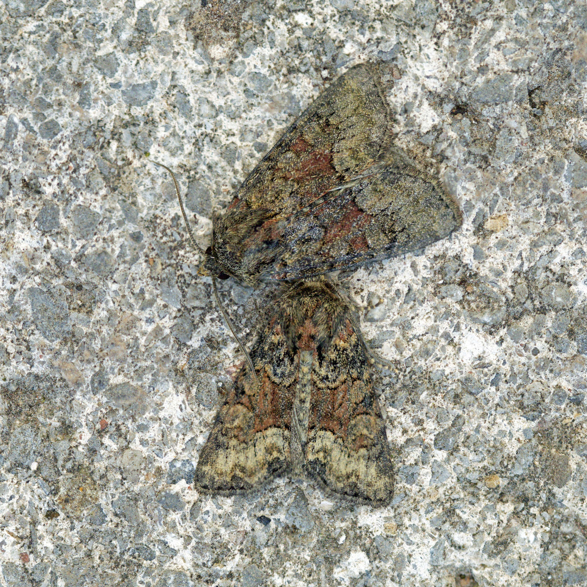 Rufous Minor | Somerset Moths
