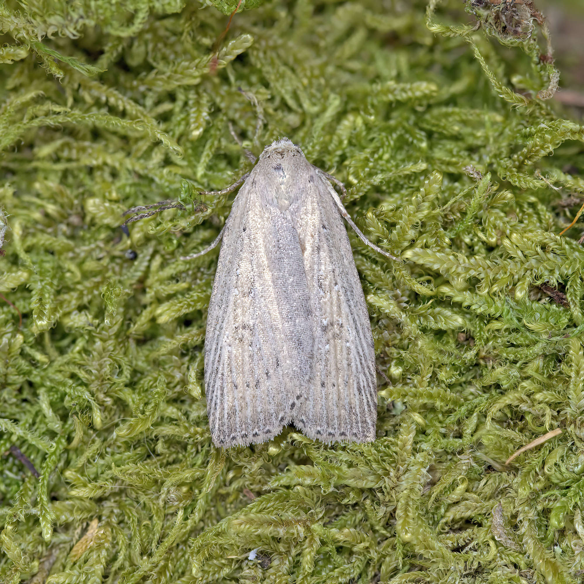 Silky Wainscot | Somerset Moths