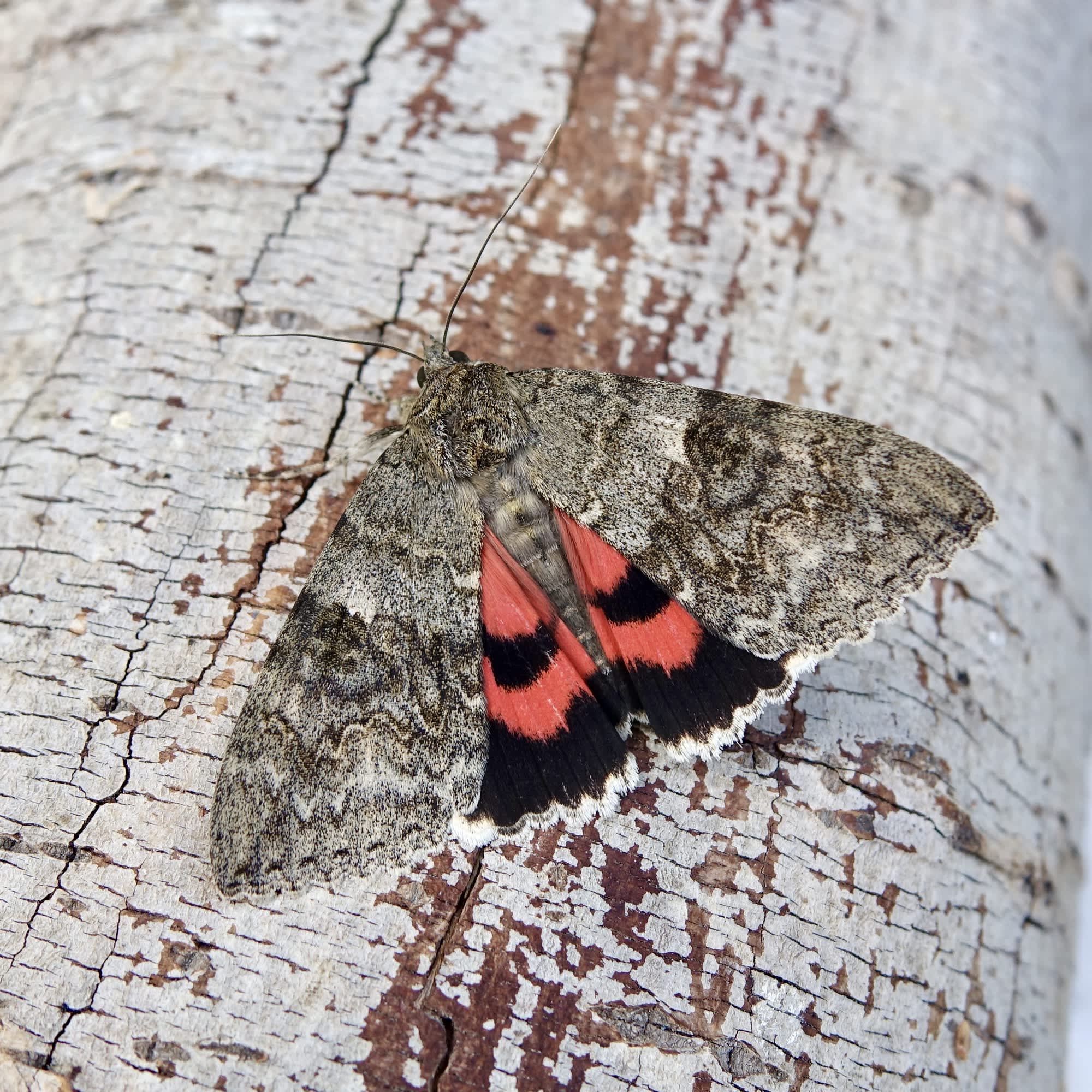 Red Underwing | Somerset Moths