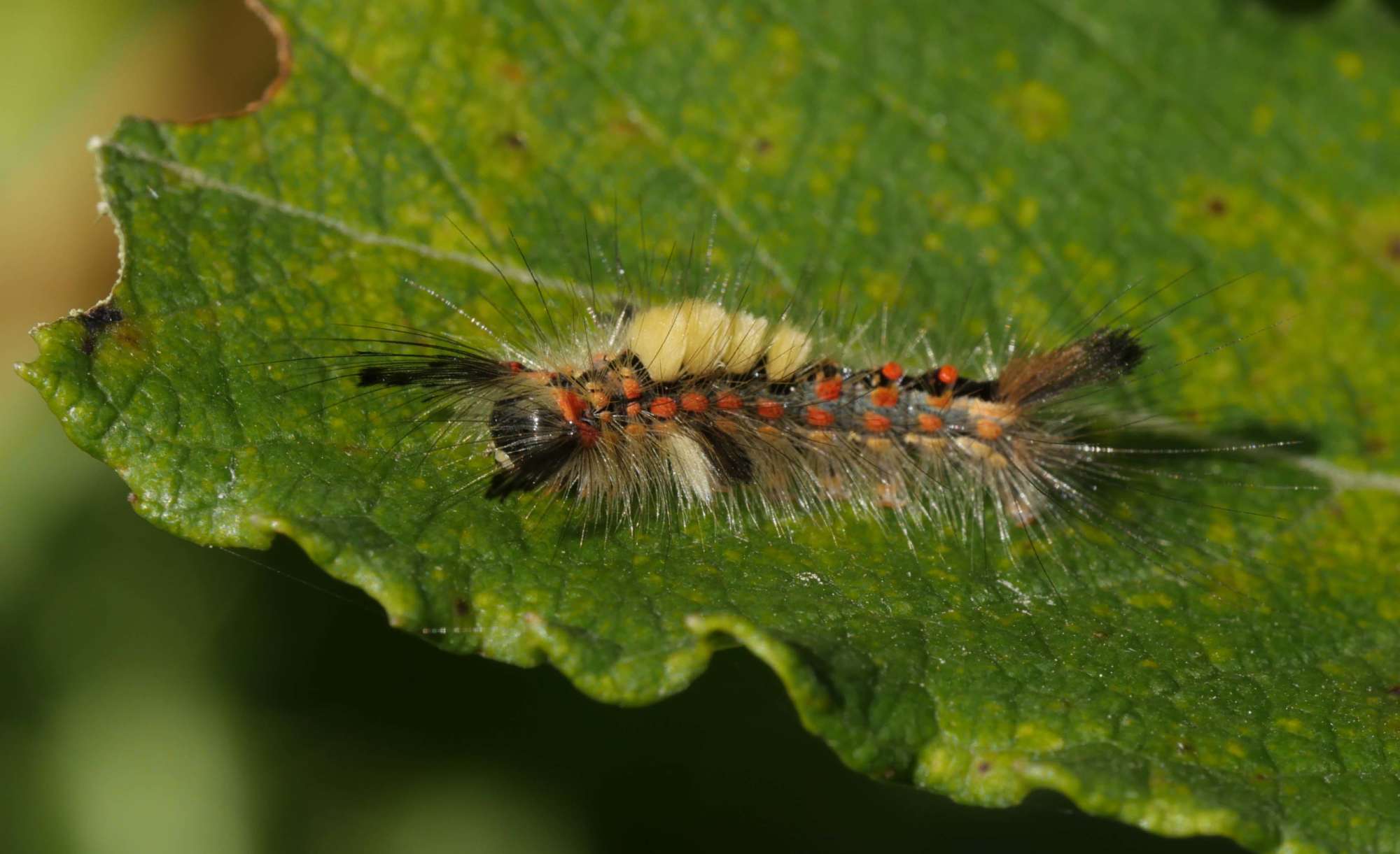 The Vapourer | Somerset Moths