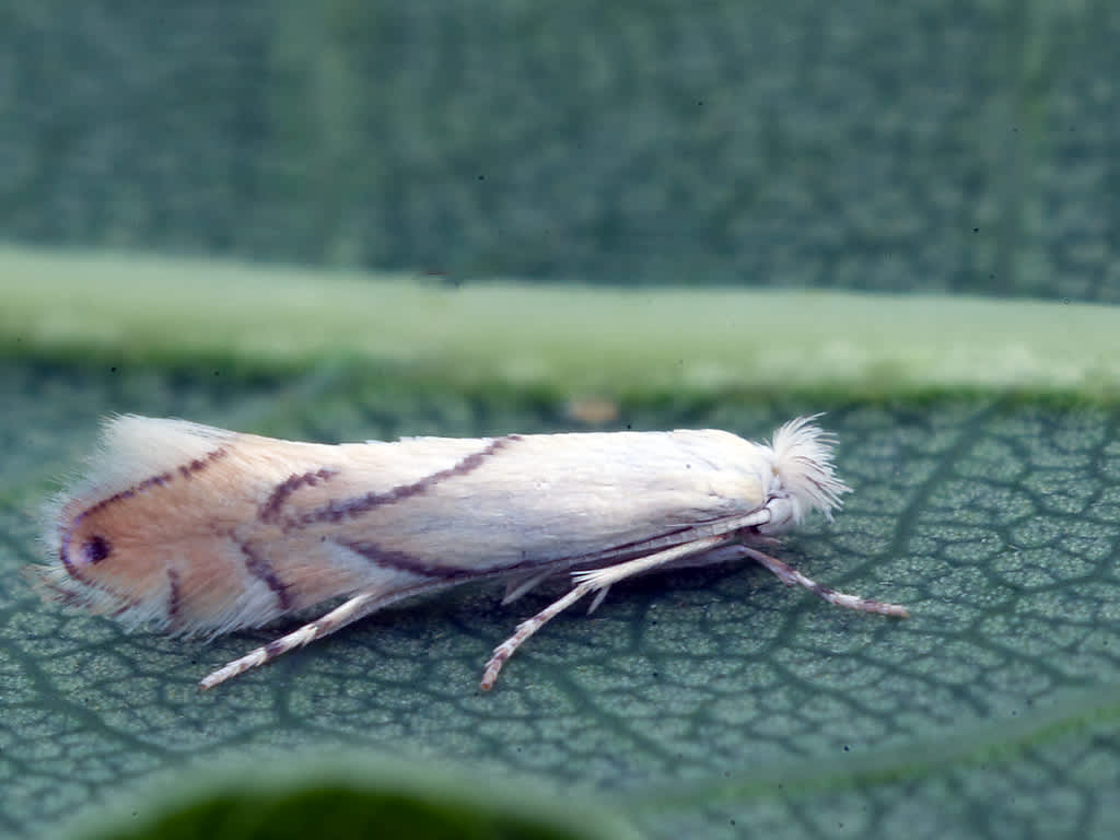 Phyllonorycter harrisella | Somerset Moths