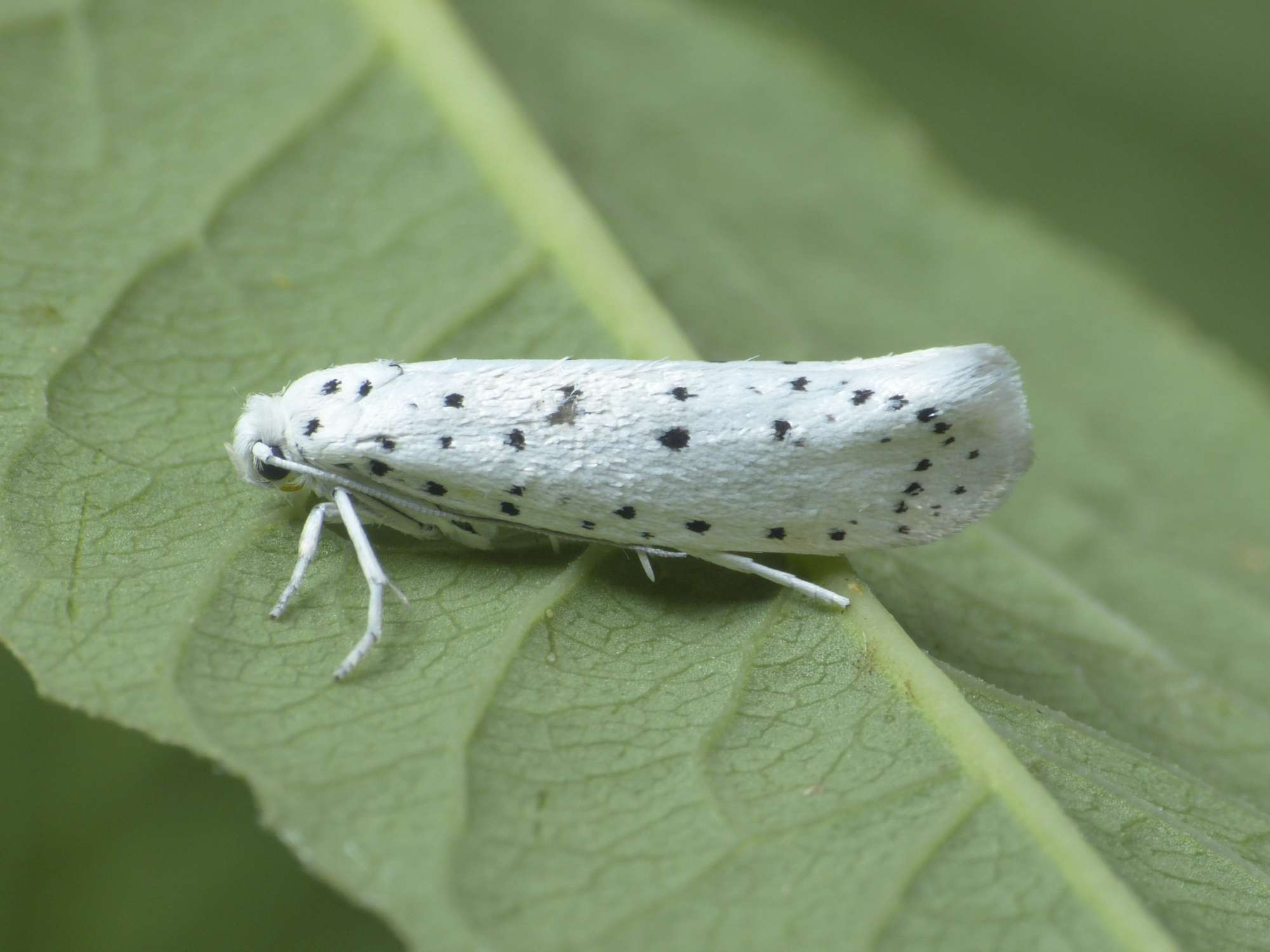 Yponomeuta cagnagella | Somerset Moths