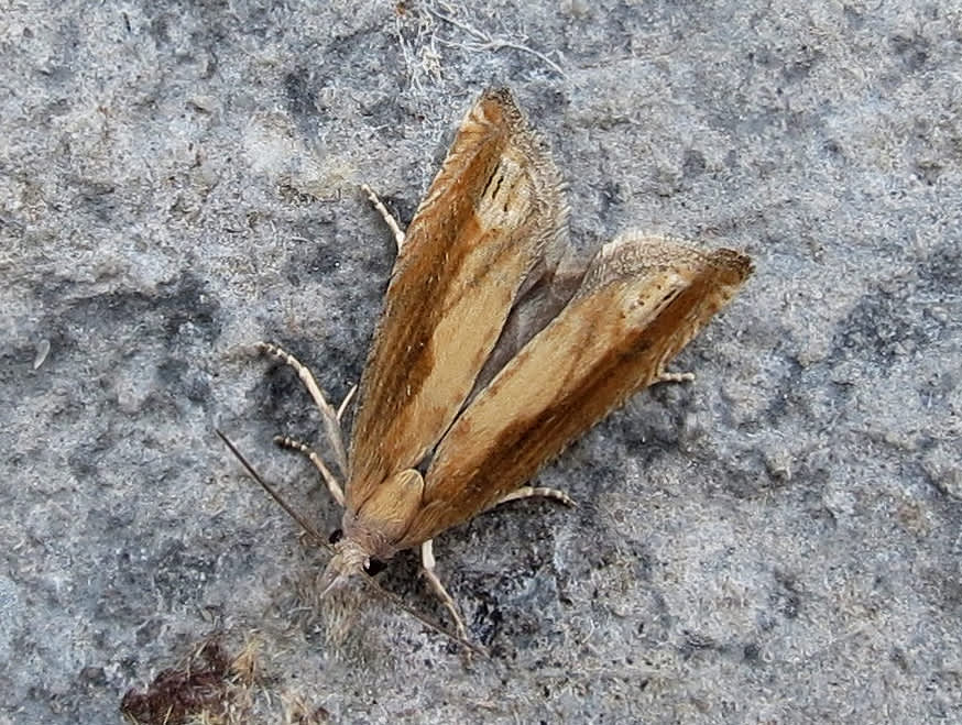 Eucosma obumbratana | Somerset Moths