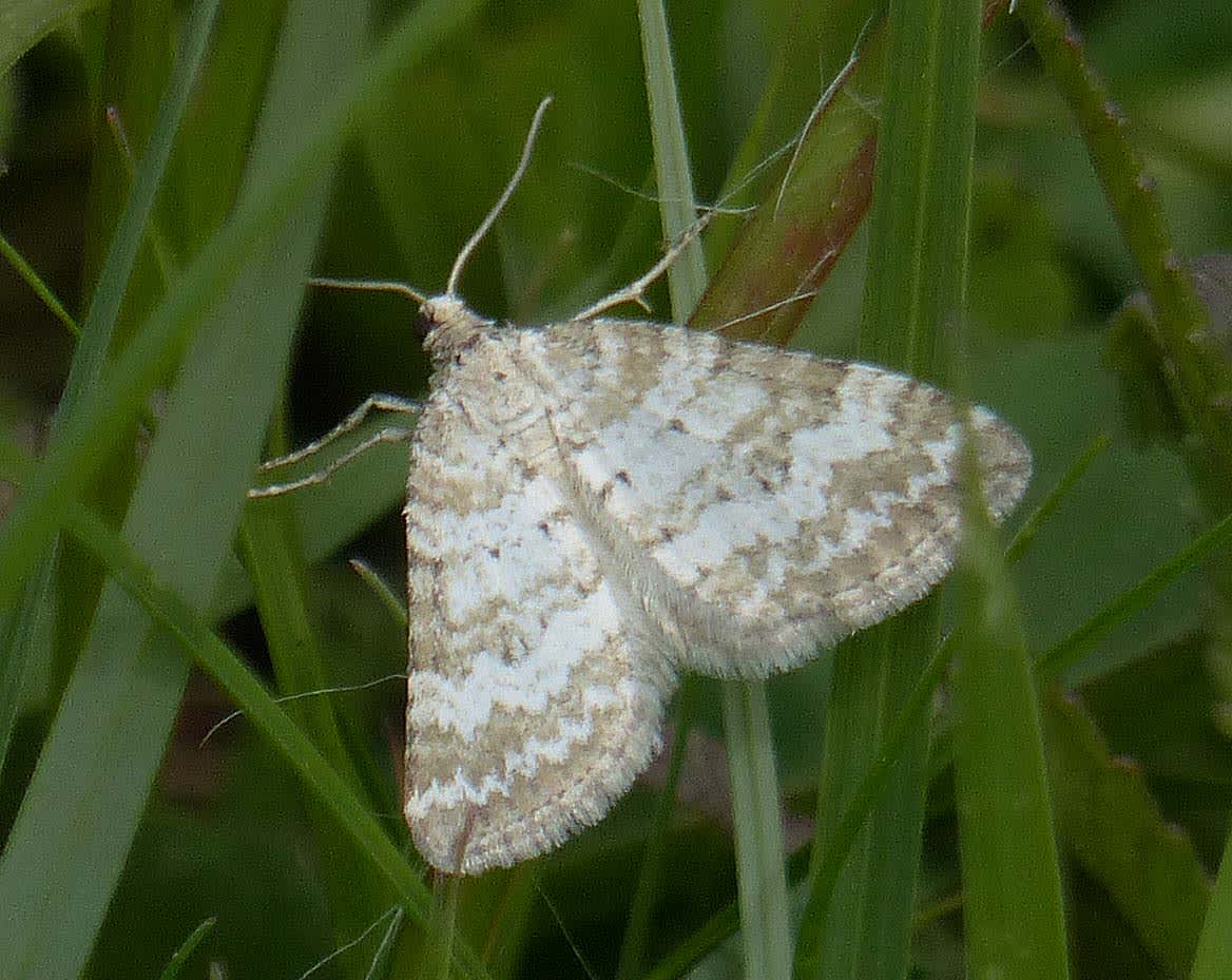 Grass Rivulet | Somerset Moths