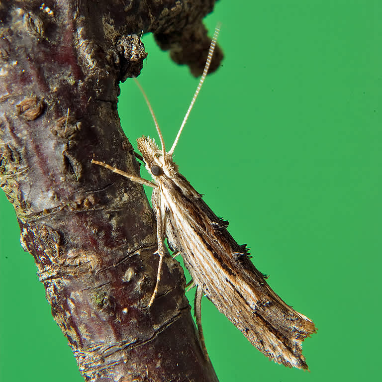 Ypsolopha scabrella | Somerset Moths