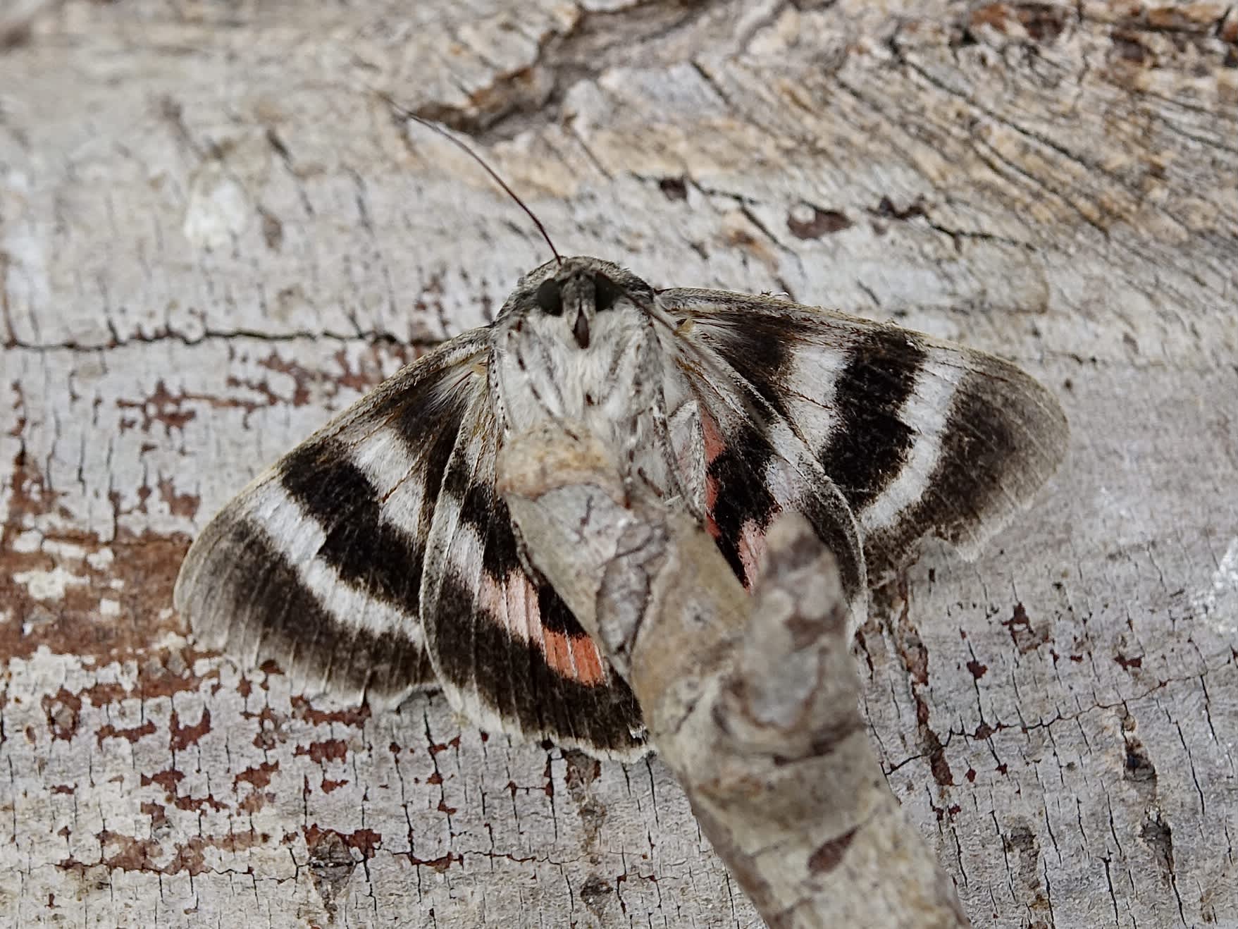 Red Underwing | Somerset Moths