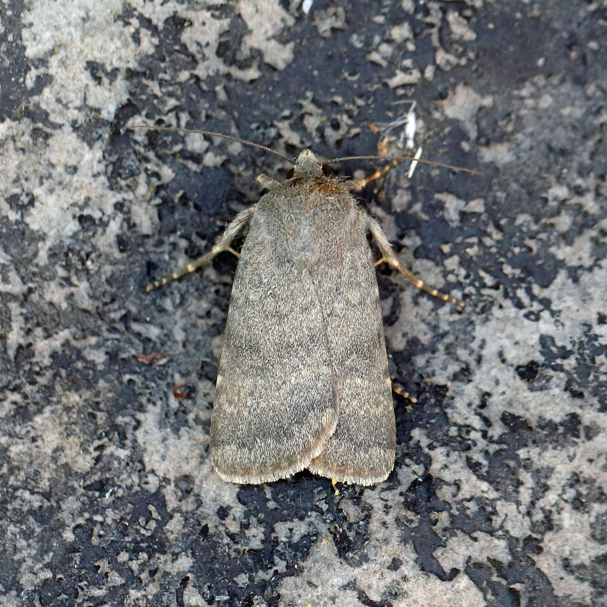 Northern Rustic | Somerset Moths