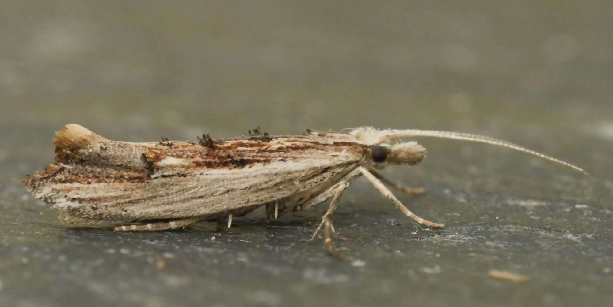 Ypsolopha scabrella | Somerset Moths