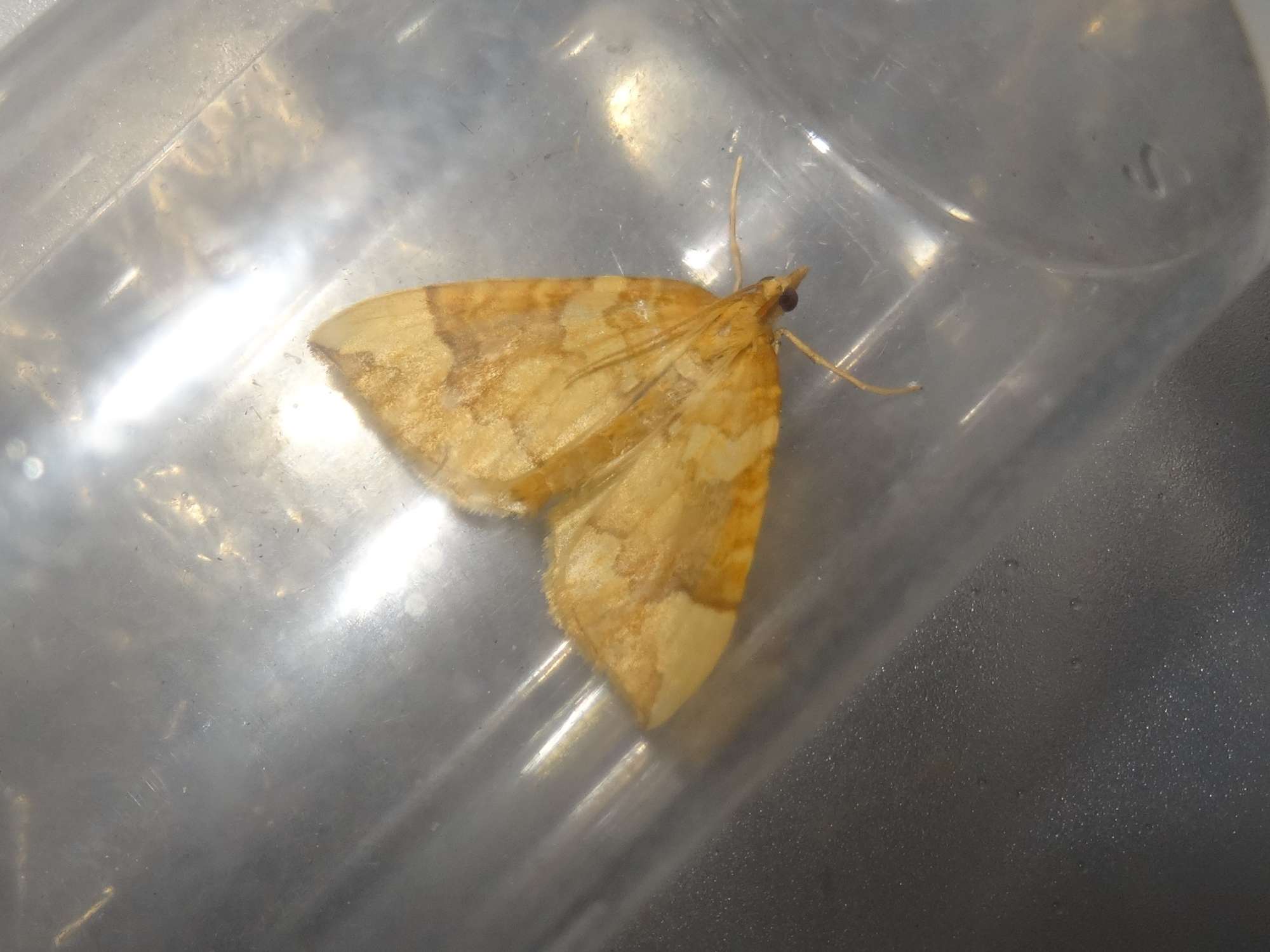 Northern Spinach | Somerset Moths