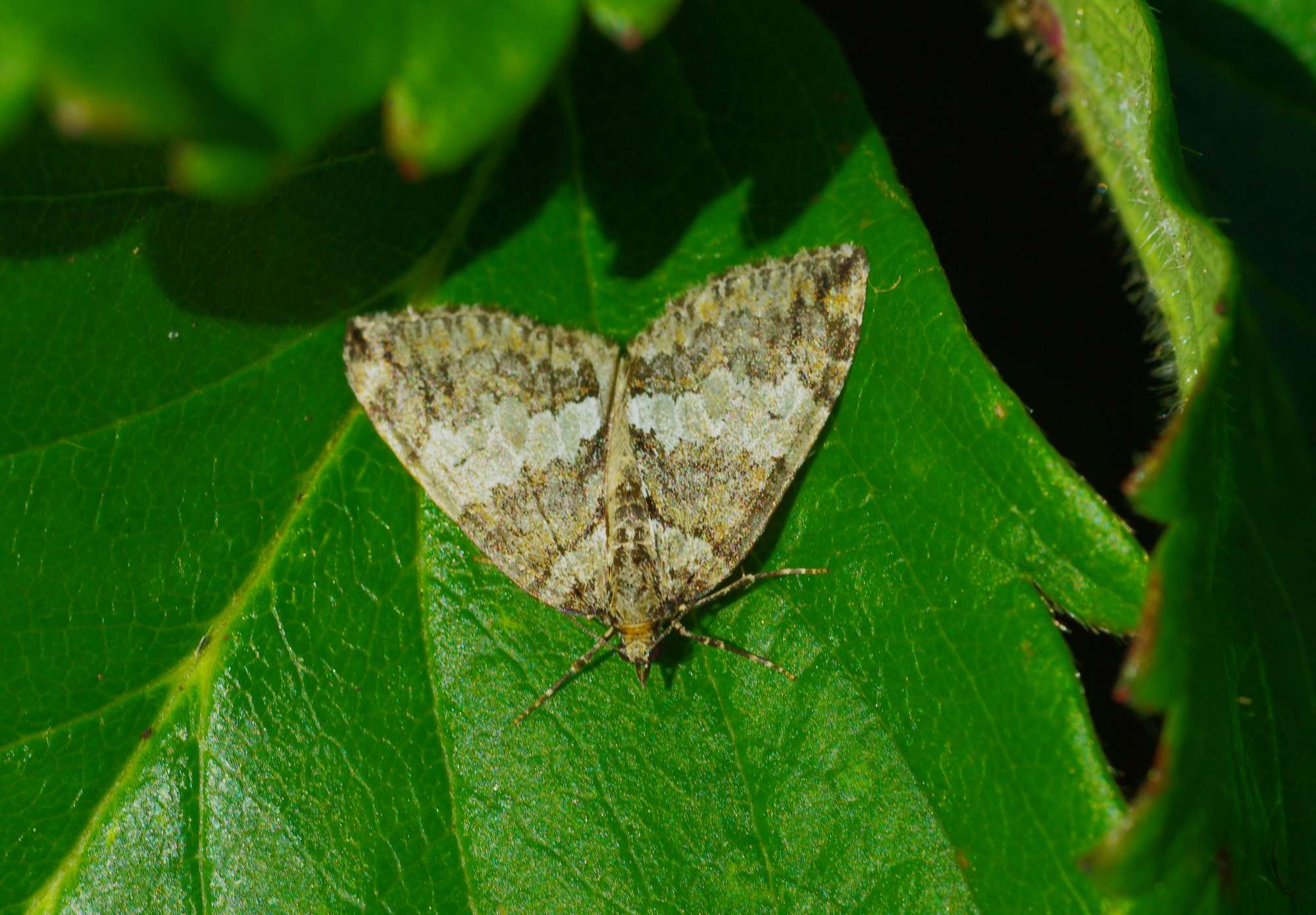 May Highflyer | Somerset Moths
