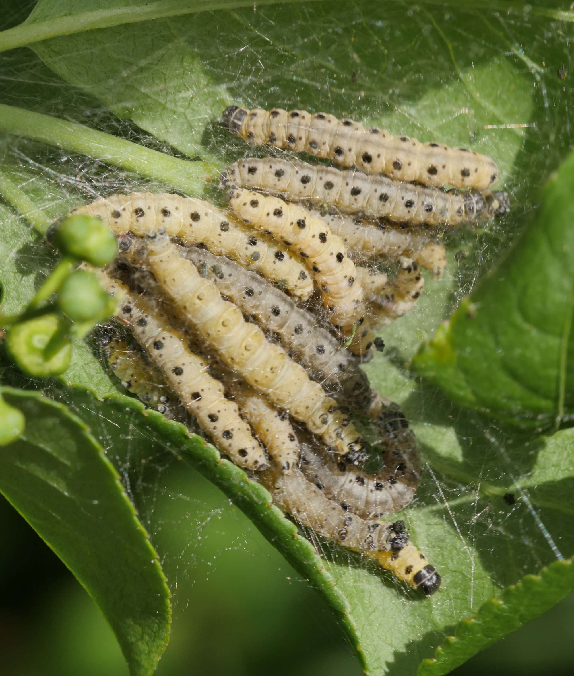 Yponomeuta cagnagella | Somerset Moths