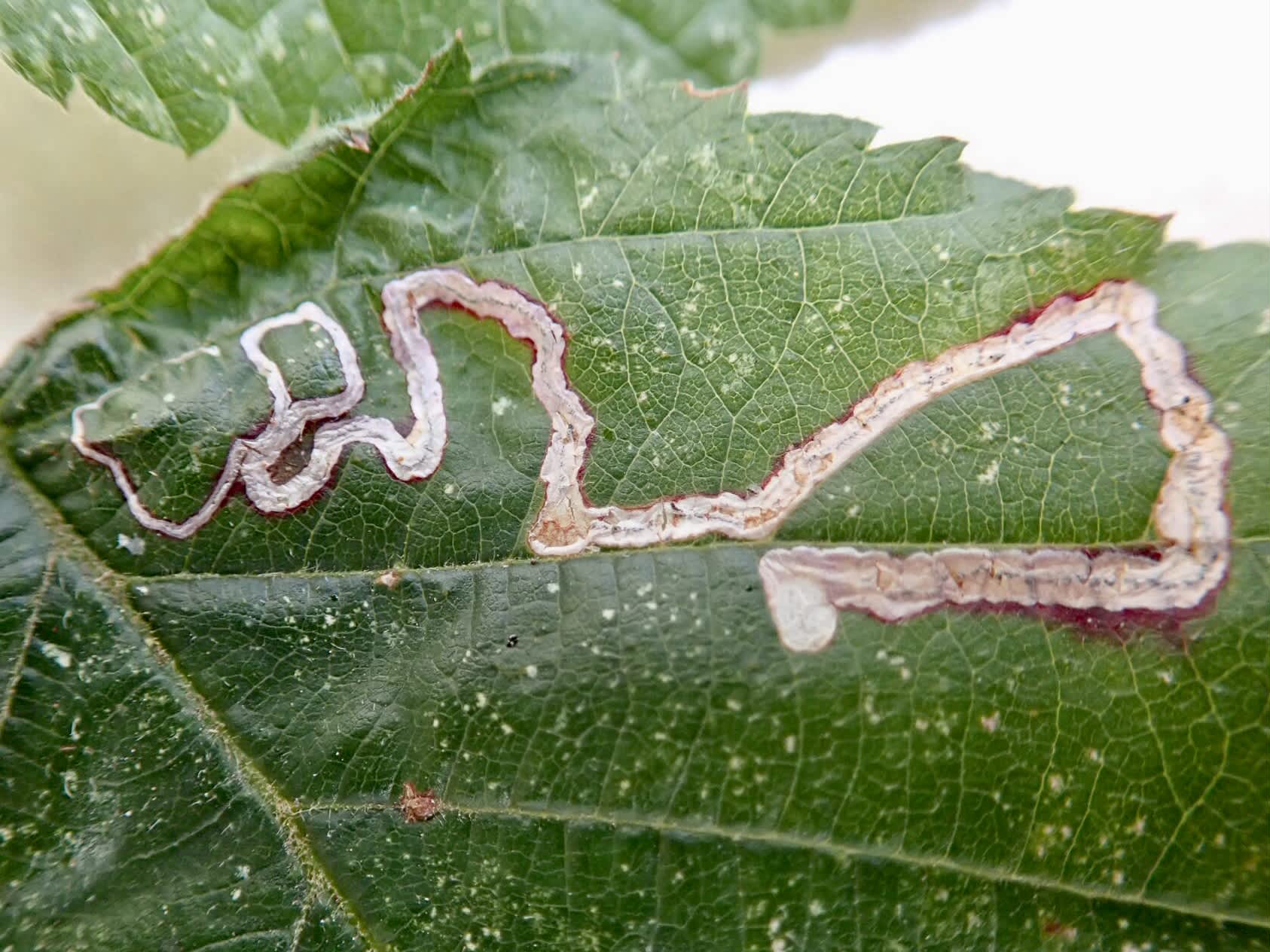 Stigmella aurella | Somerset Moths