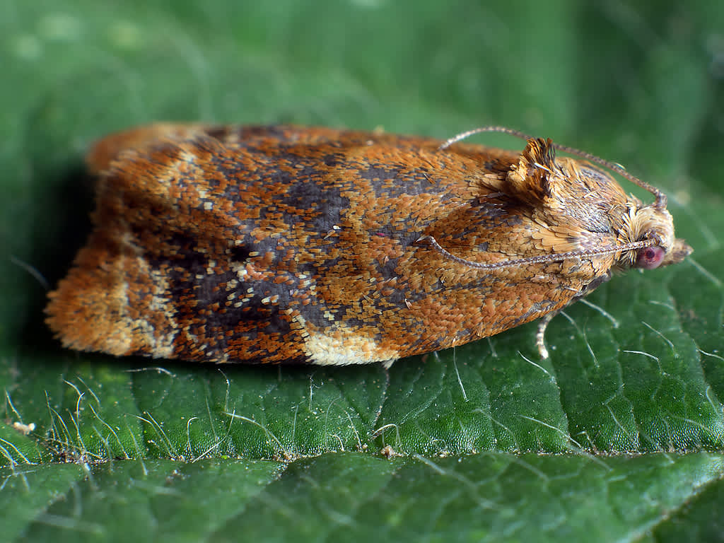 Acleris holmiana | Somerset Moths