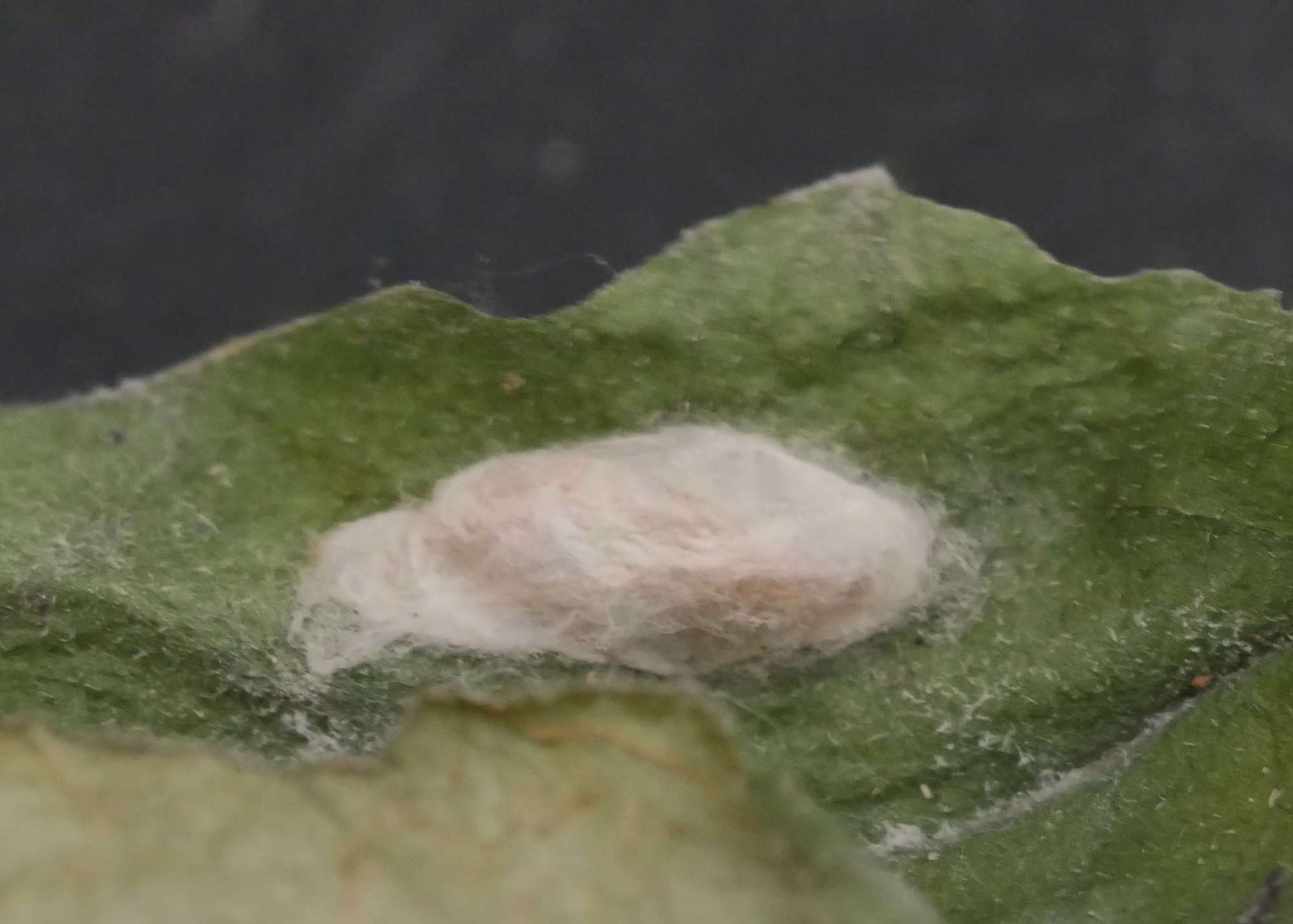 Mompha terminella | Somerset Moths