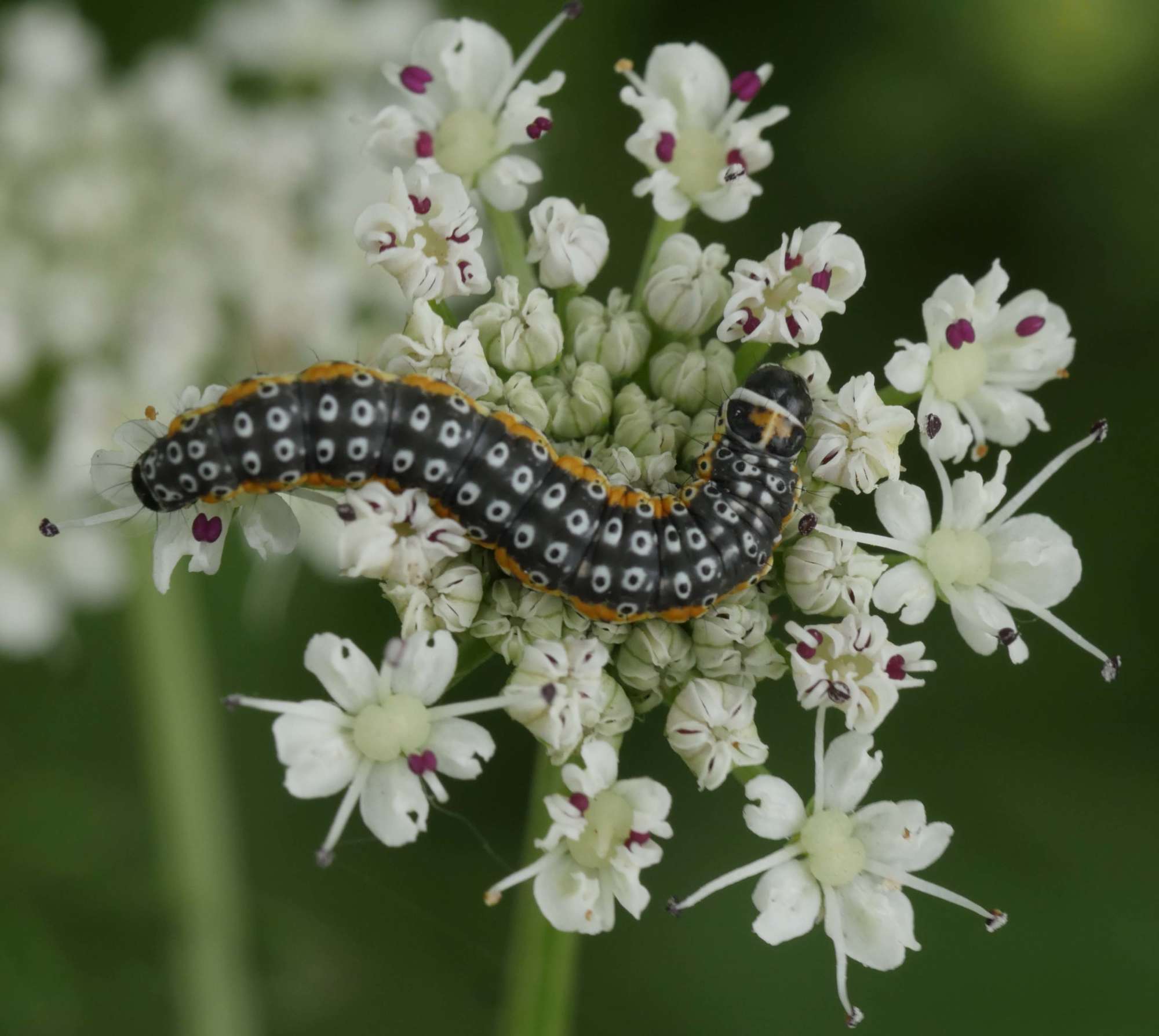 Depressaria daucella | Somerset Moths