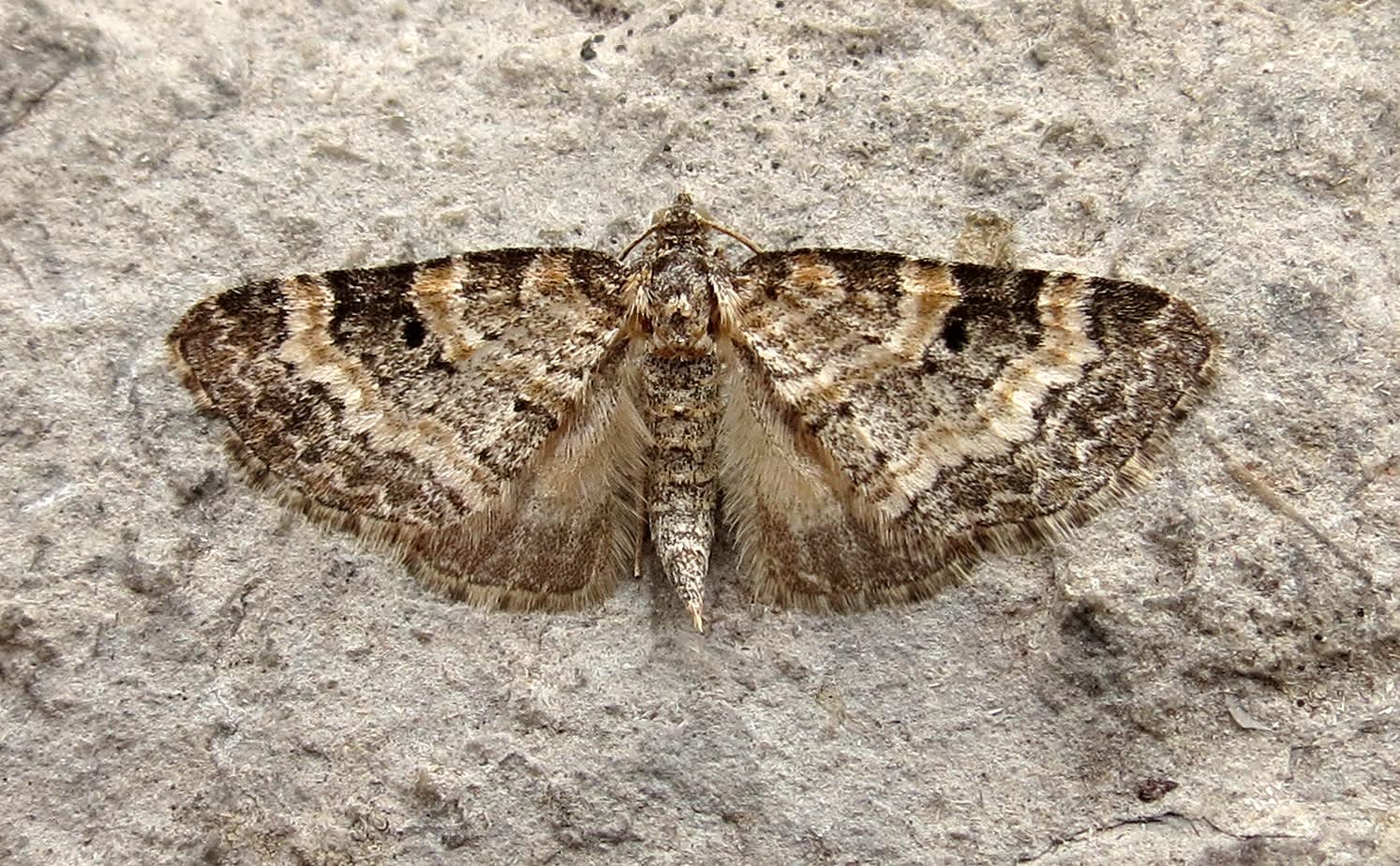Small Seraphim | Somerset Moths