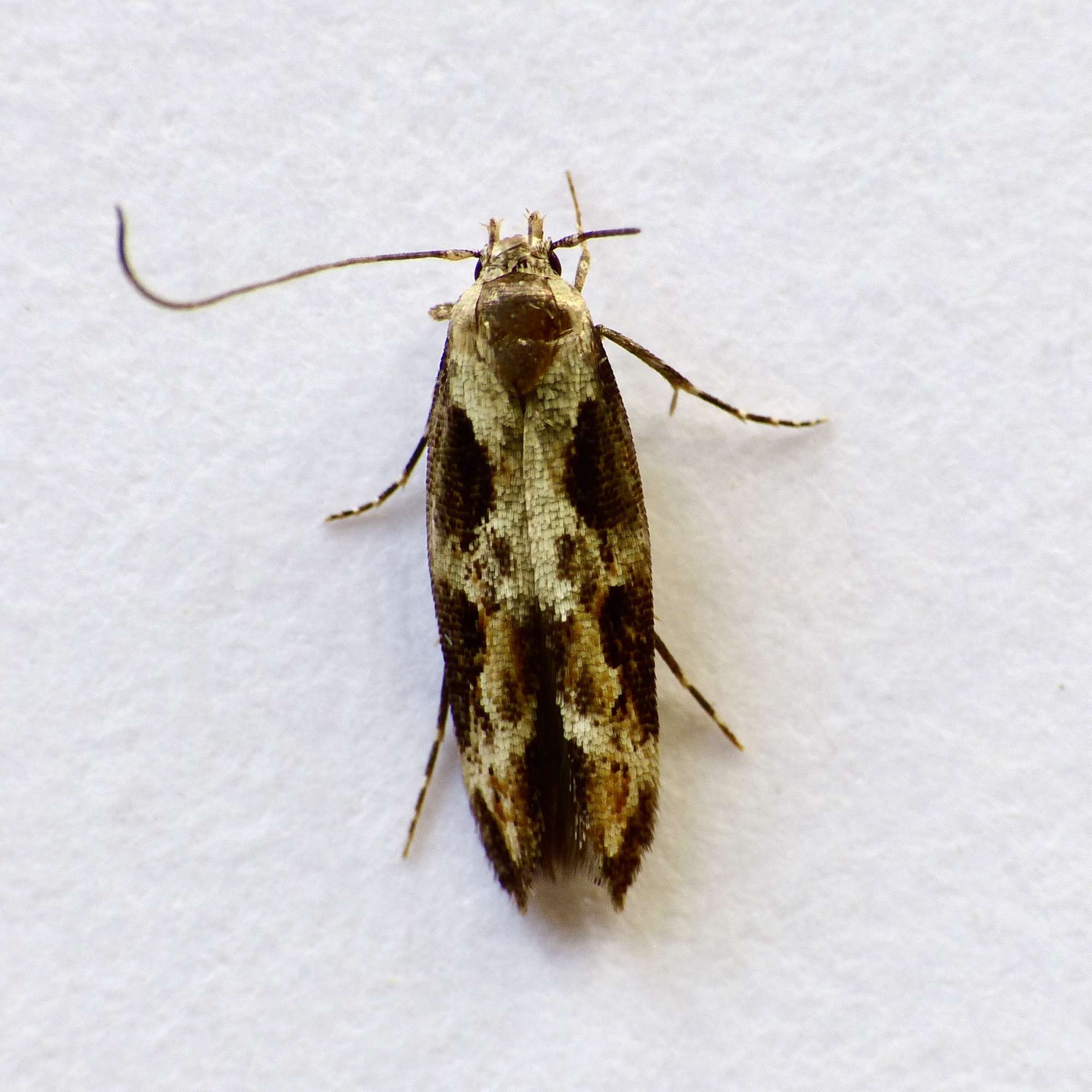 Mompha divisella | Somerset Moths