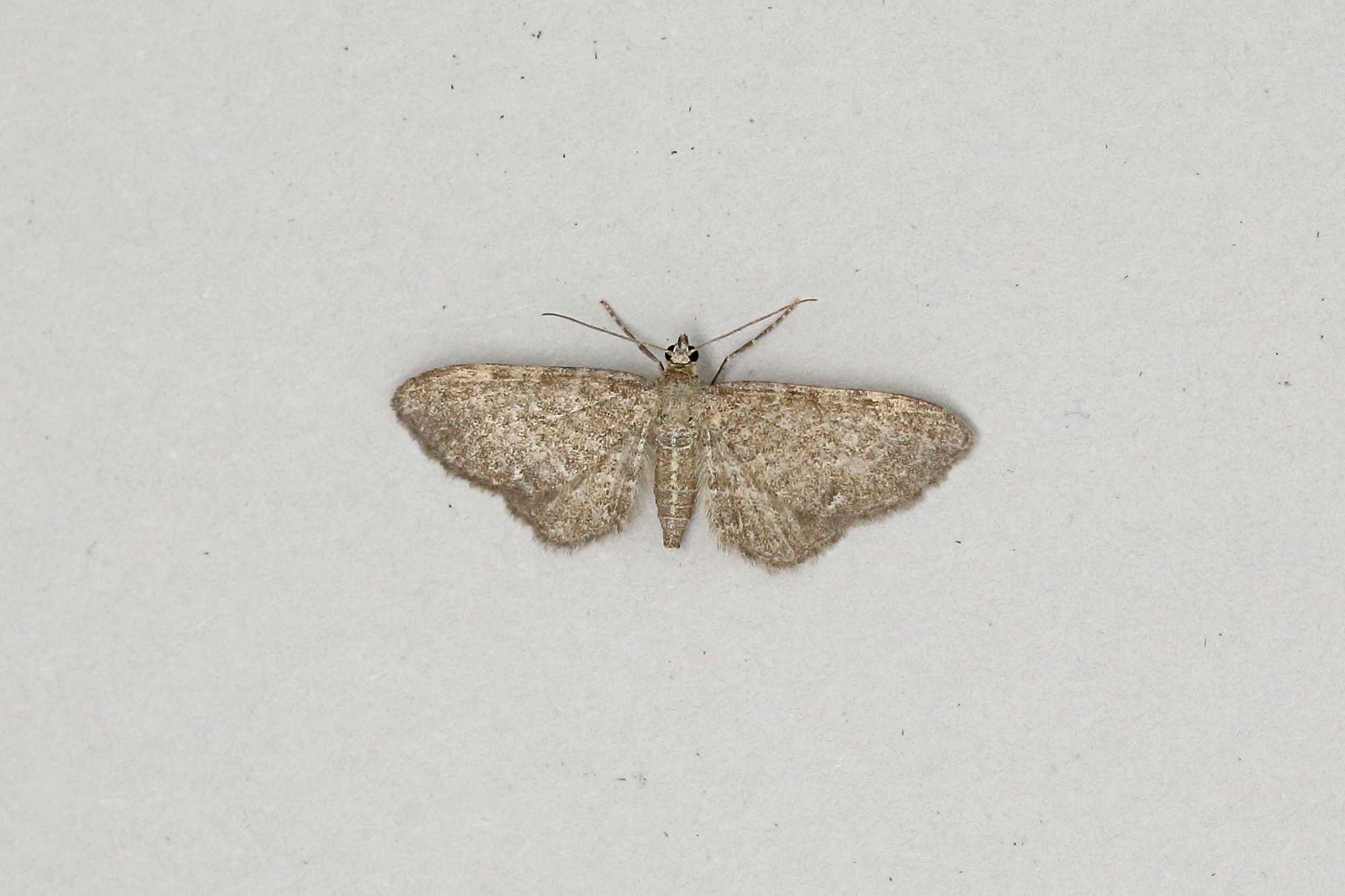 Lead-coloured Pug | Somerset Moths