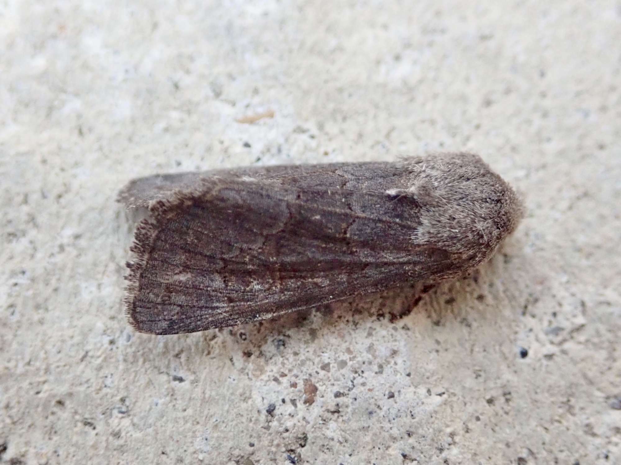 Deep-brown Dart | Somerset Moths