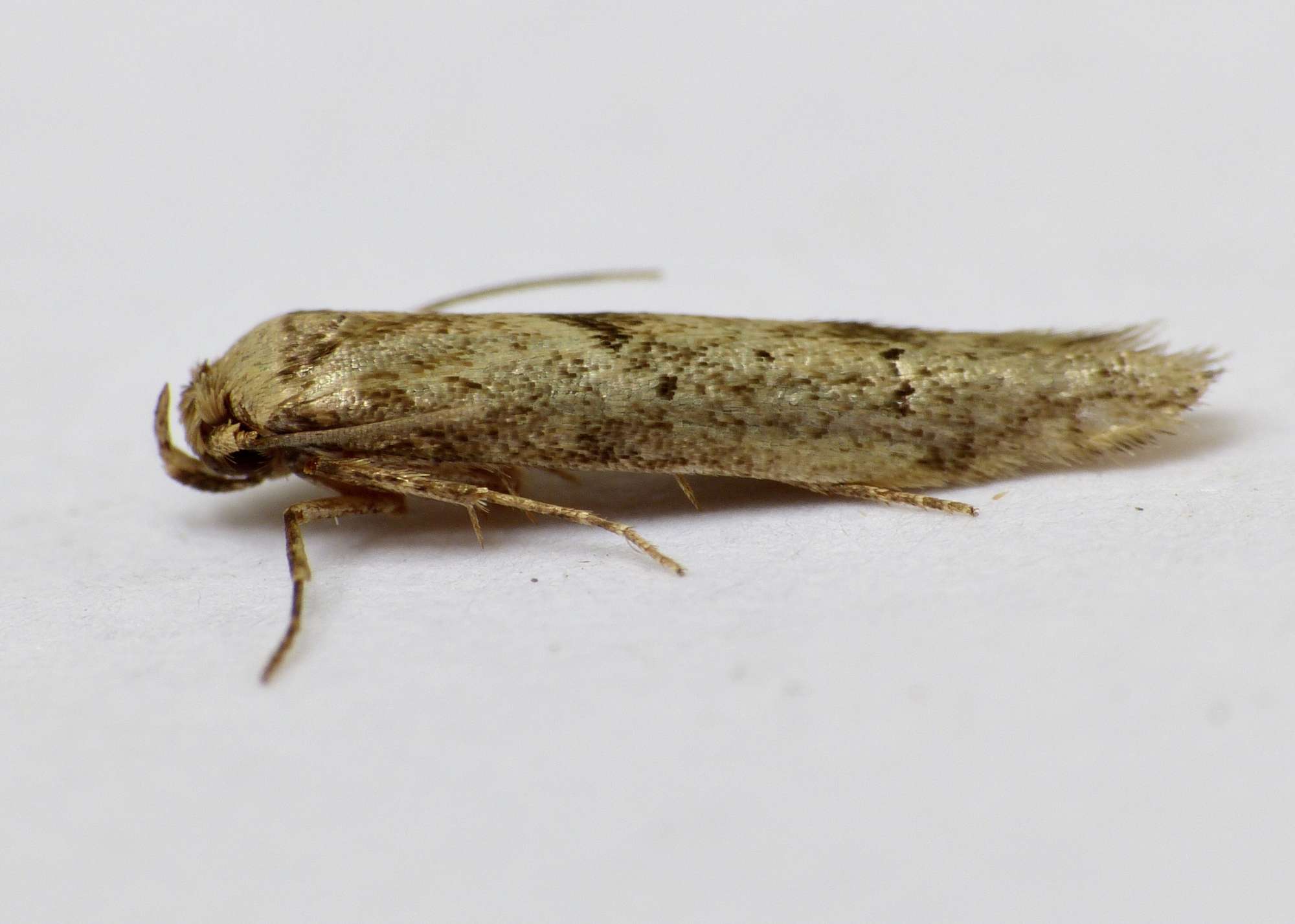 Blastobasis adustella | Somerset Moths