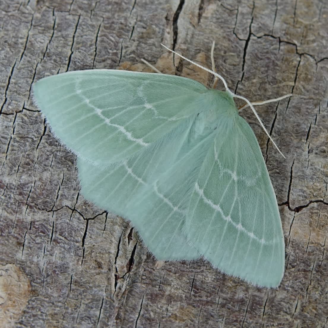 Small Emerald | Somerset Moths