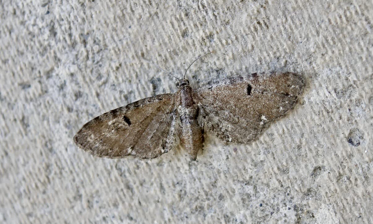 Wormwood Pug | Somerset Moths