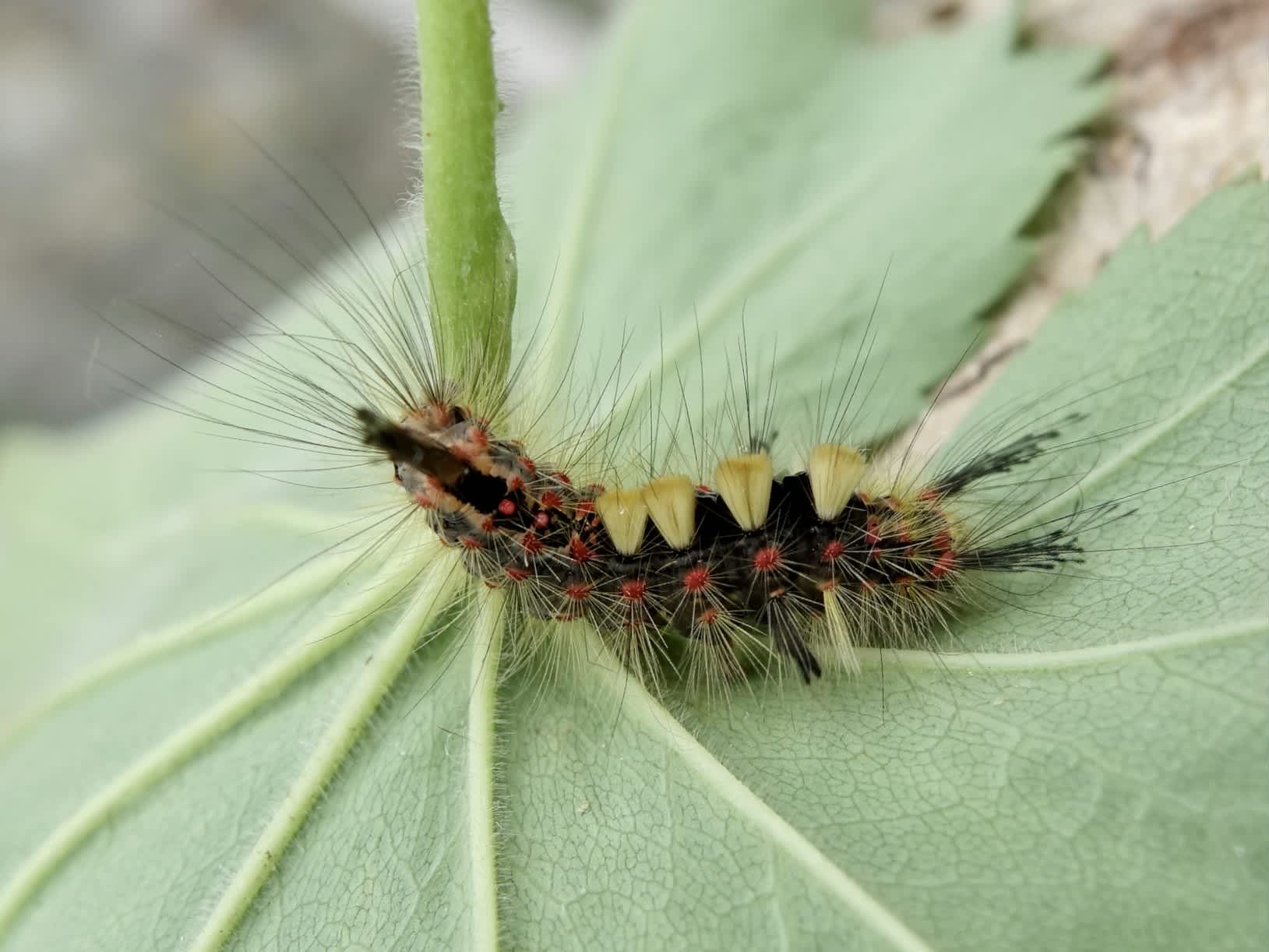 The Vapourer | Somerset Moths